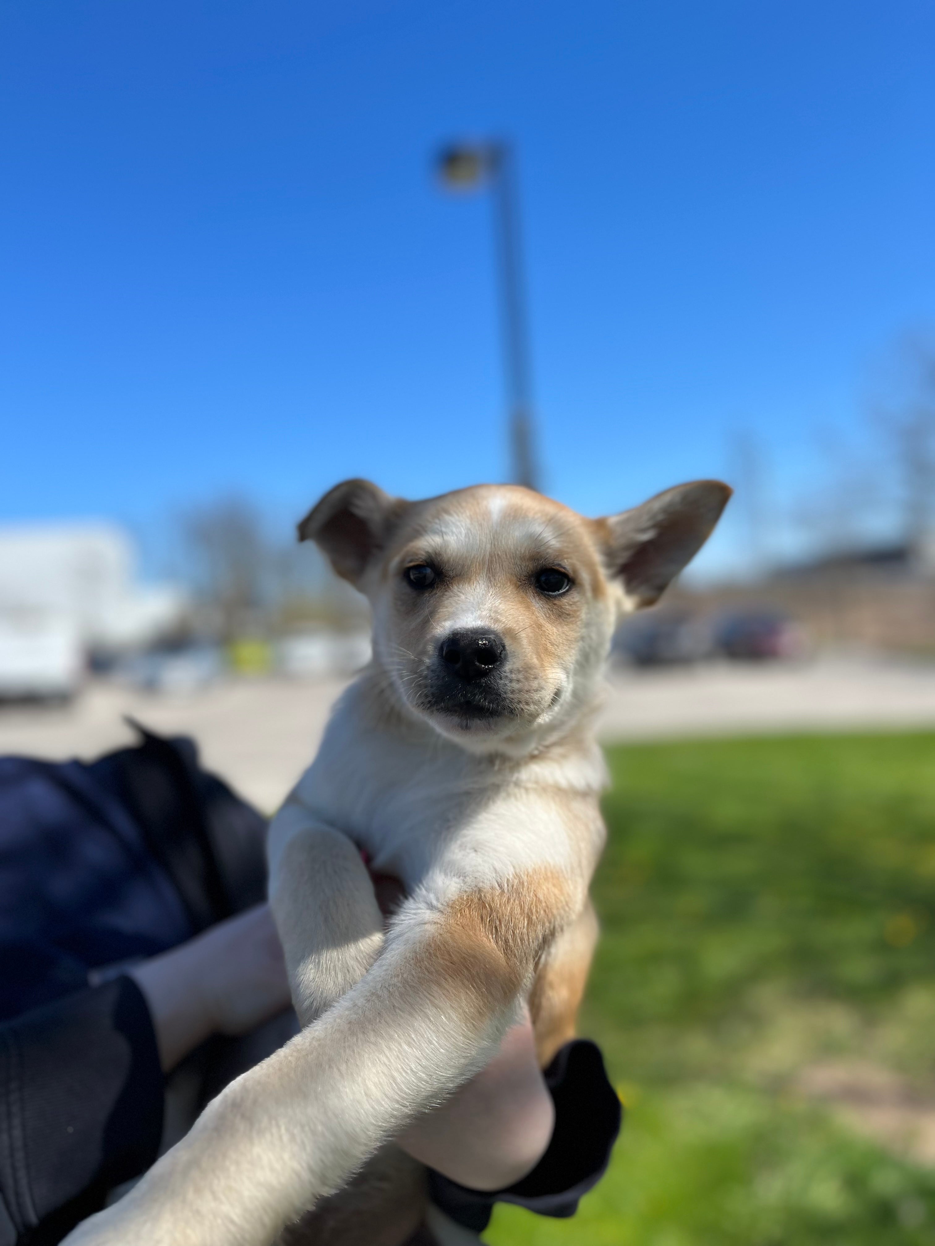 Adoptable Dogs – SPCA
