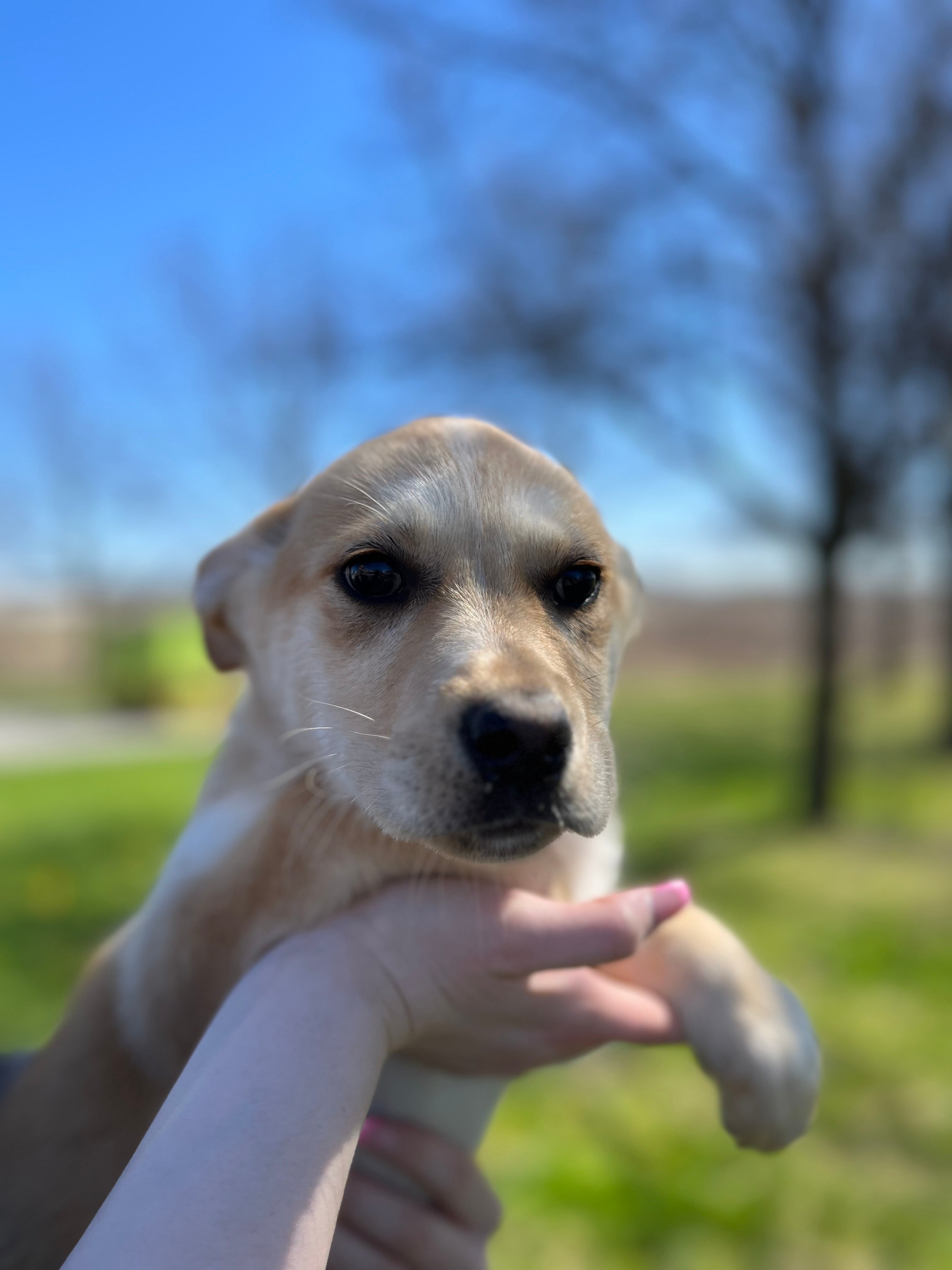 Adoptable Dogs – SPCA