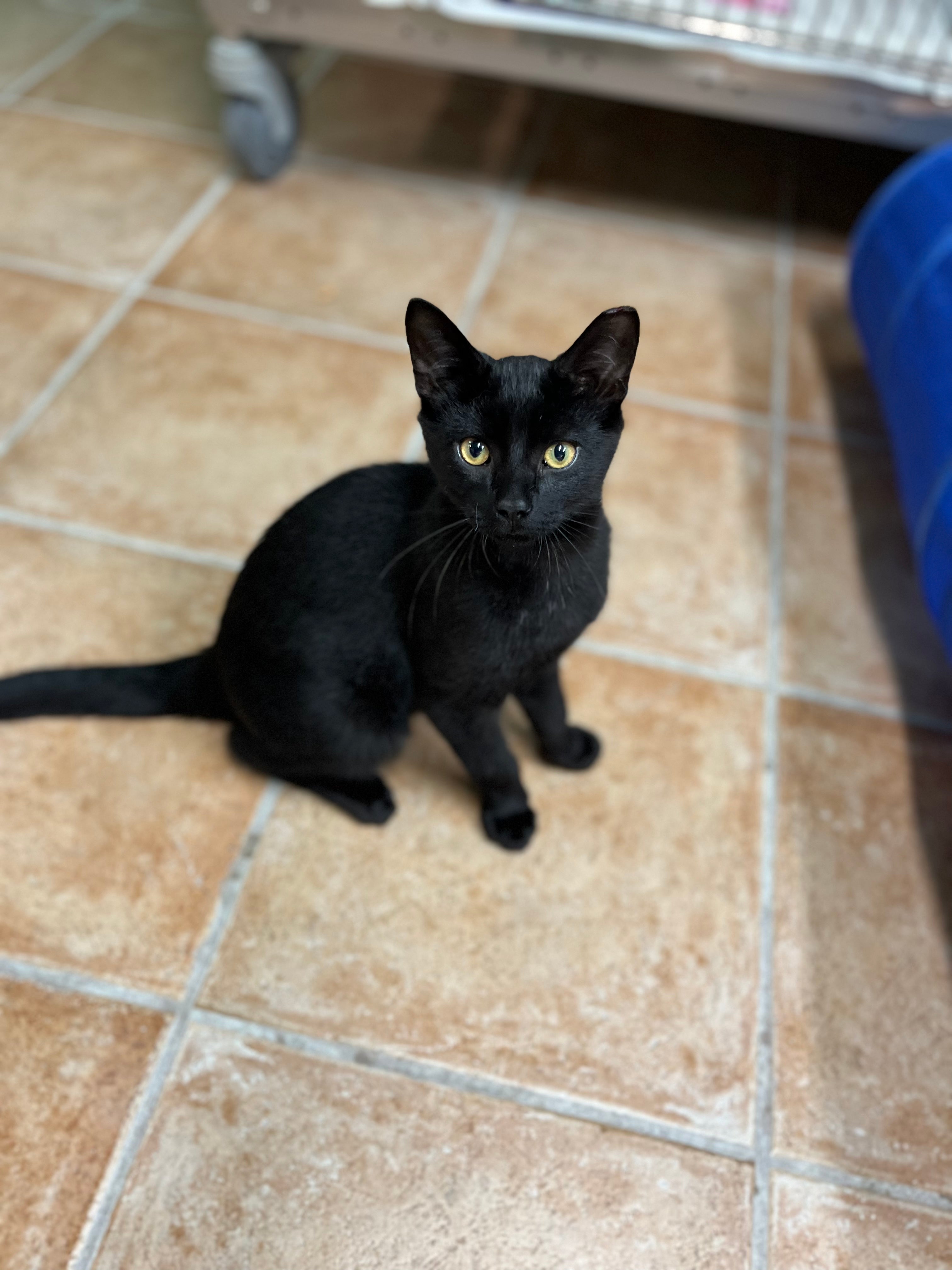 Adoptable Cats – SPCA