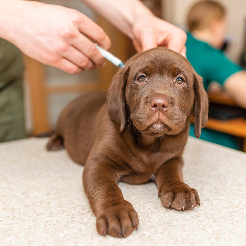 Canine Core Vaccines – SPCA