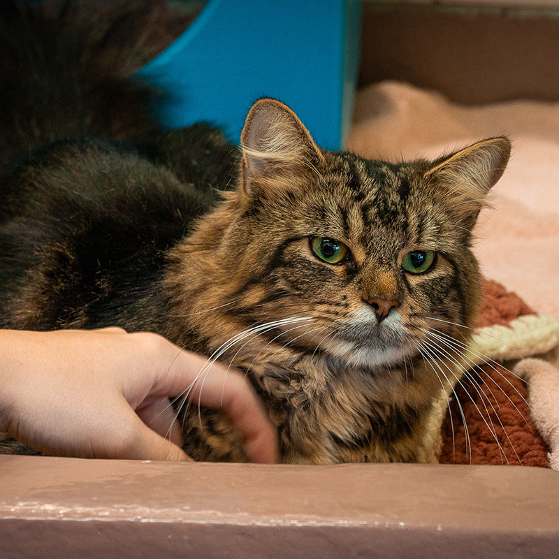 Senior Cat Care – SPCA