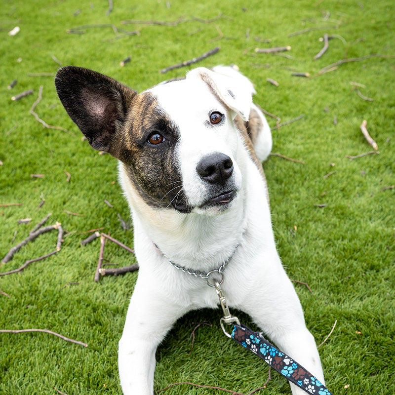 Sponsor a Dog Spay – SPCA