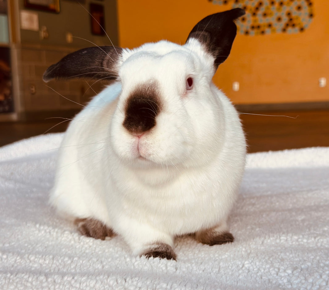Adoptable Small Animals – SPCA