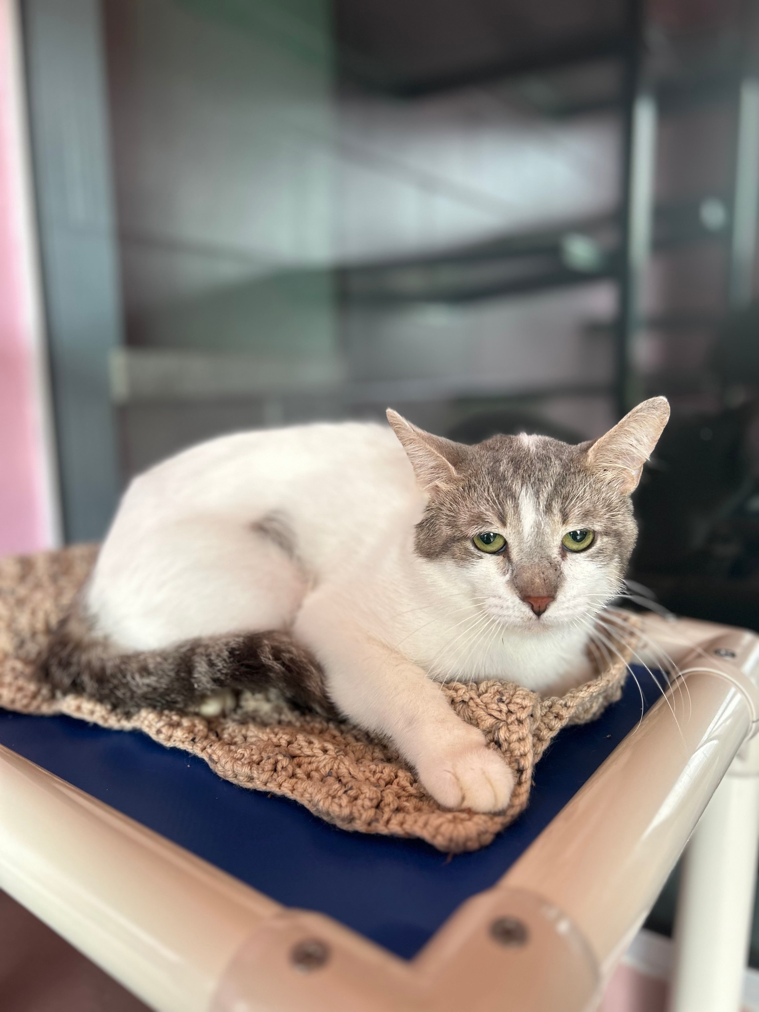Adoptable Cats – SPCA