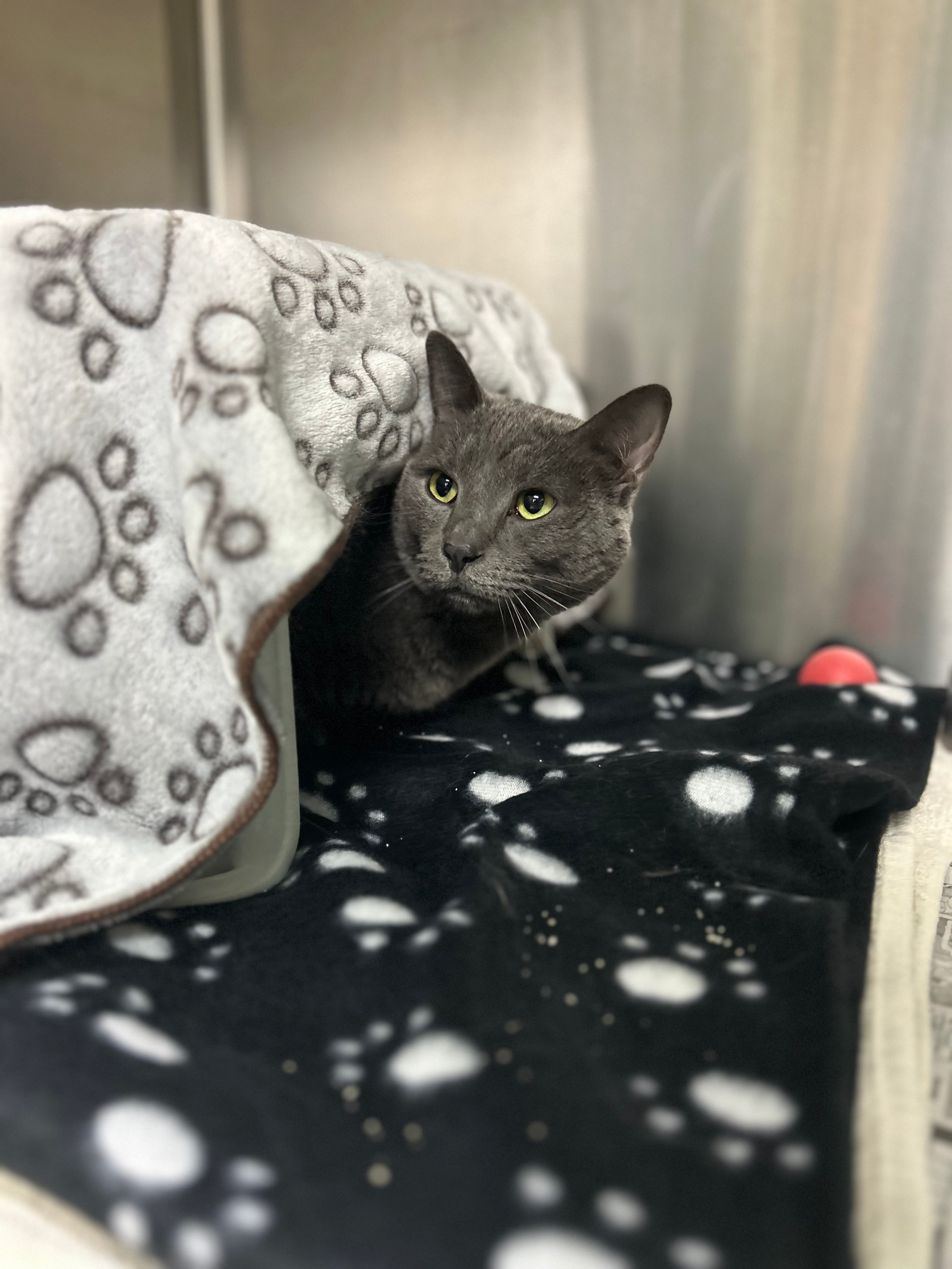 Adoptable Cats – SPCA