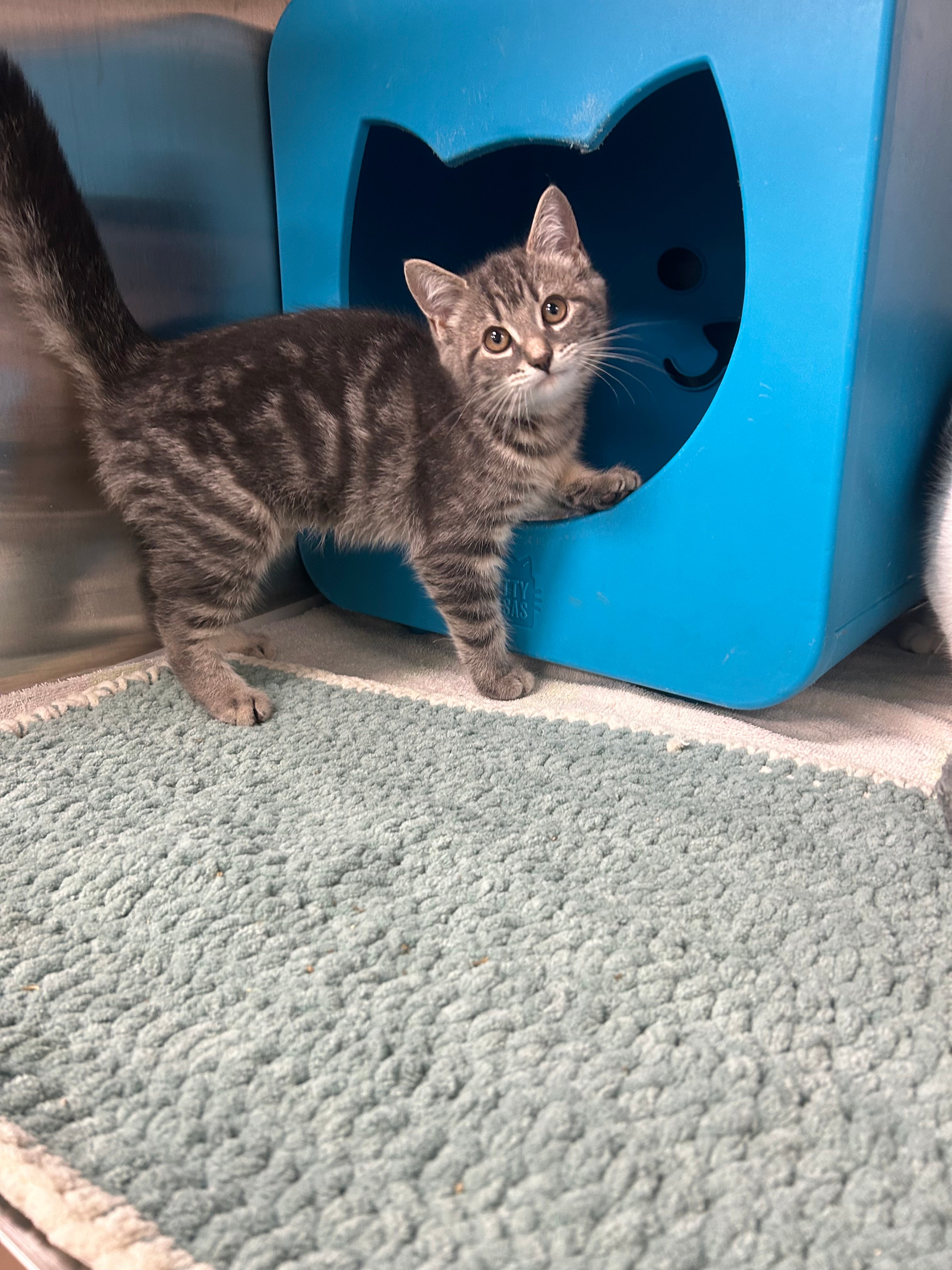 Adoptable Cats – SPCA