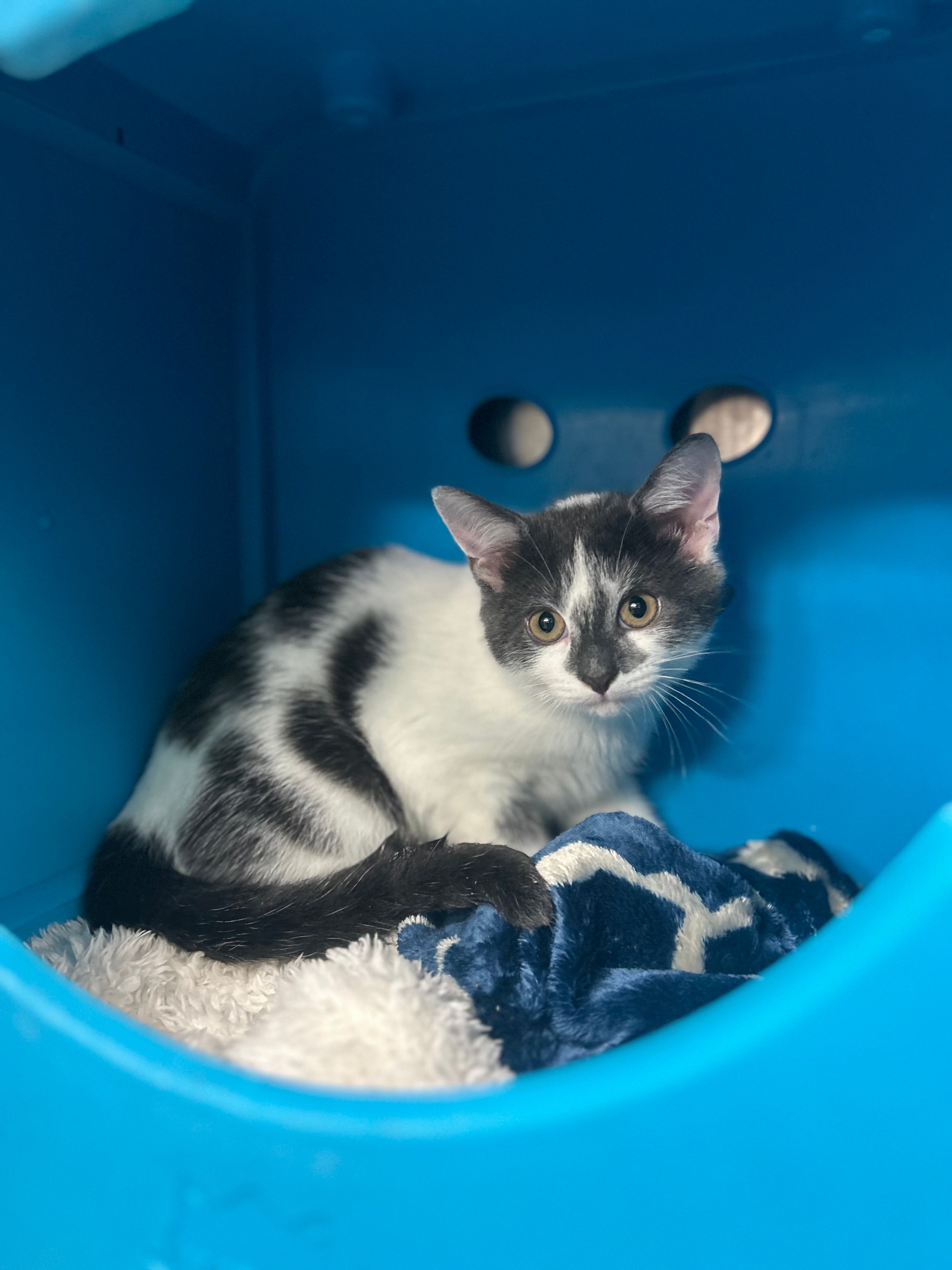 Adoptable Cats – SPCA