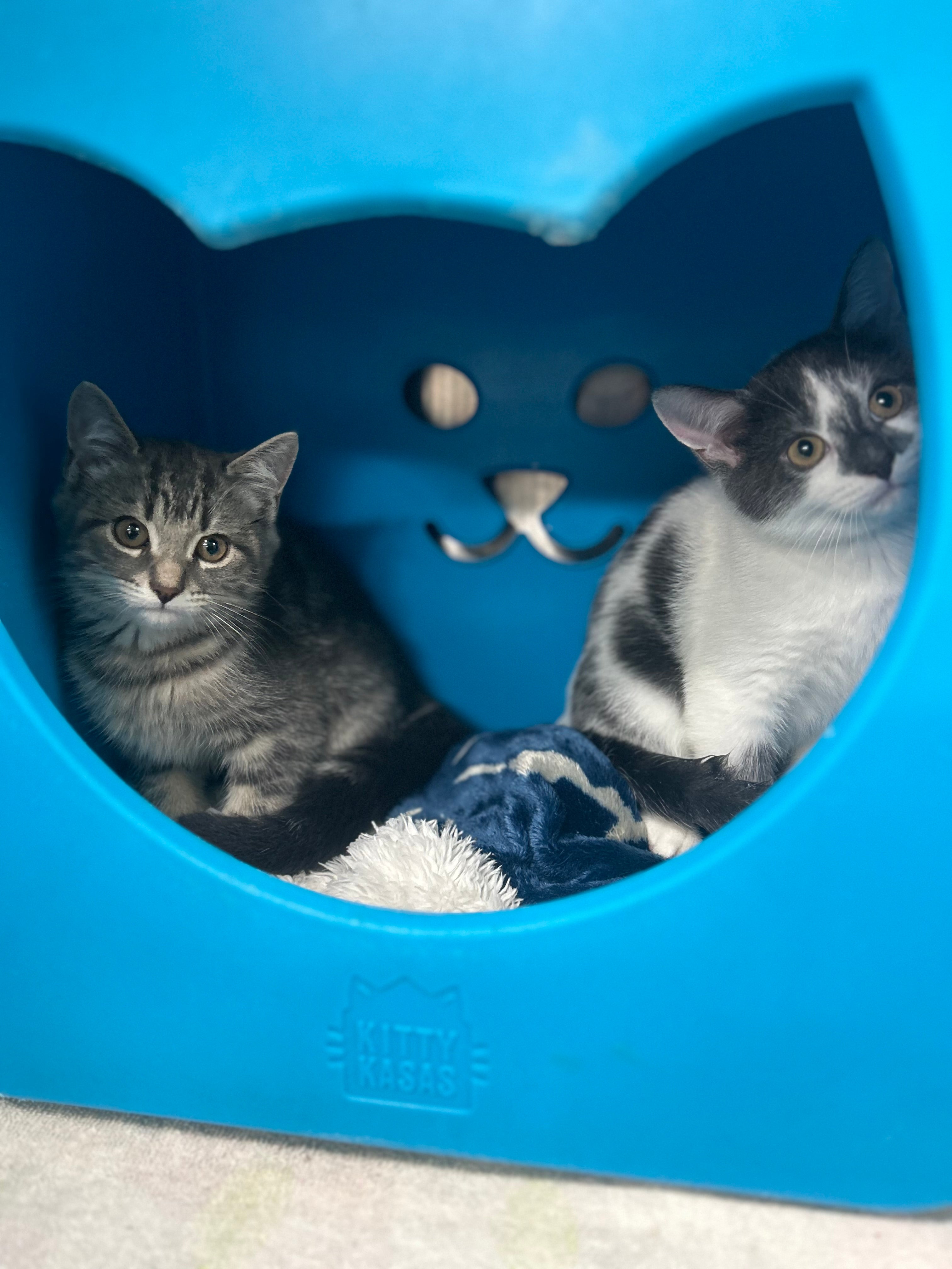 Adoptable Cats – SPCA