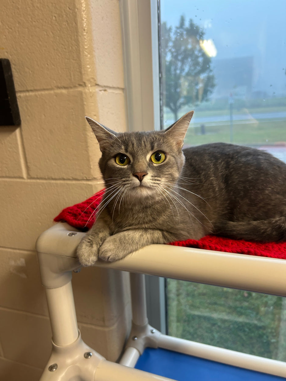 Adoptable Cats – SPCA