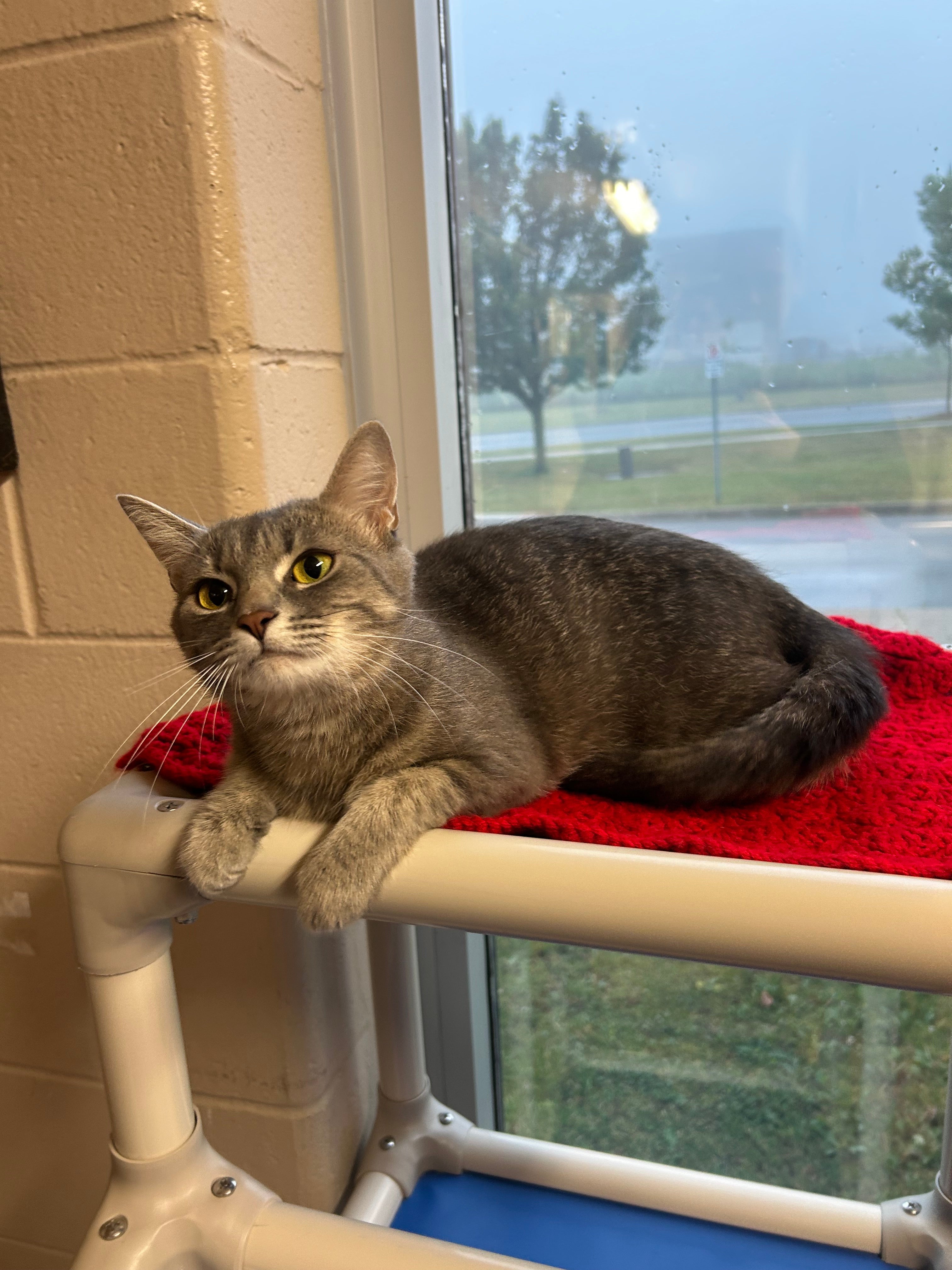 Adoptable Cats – SPCA