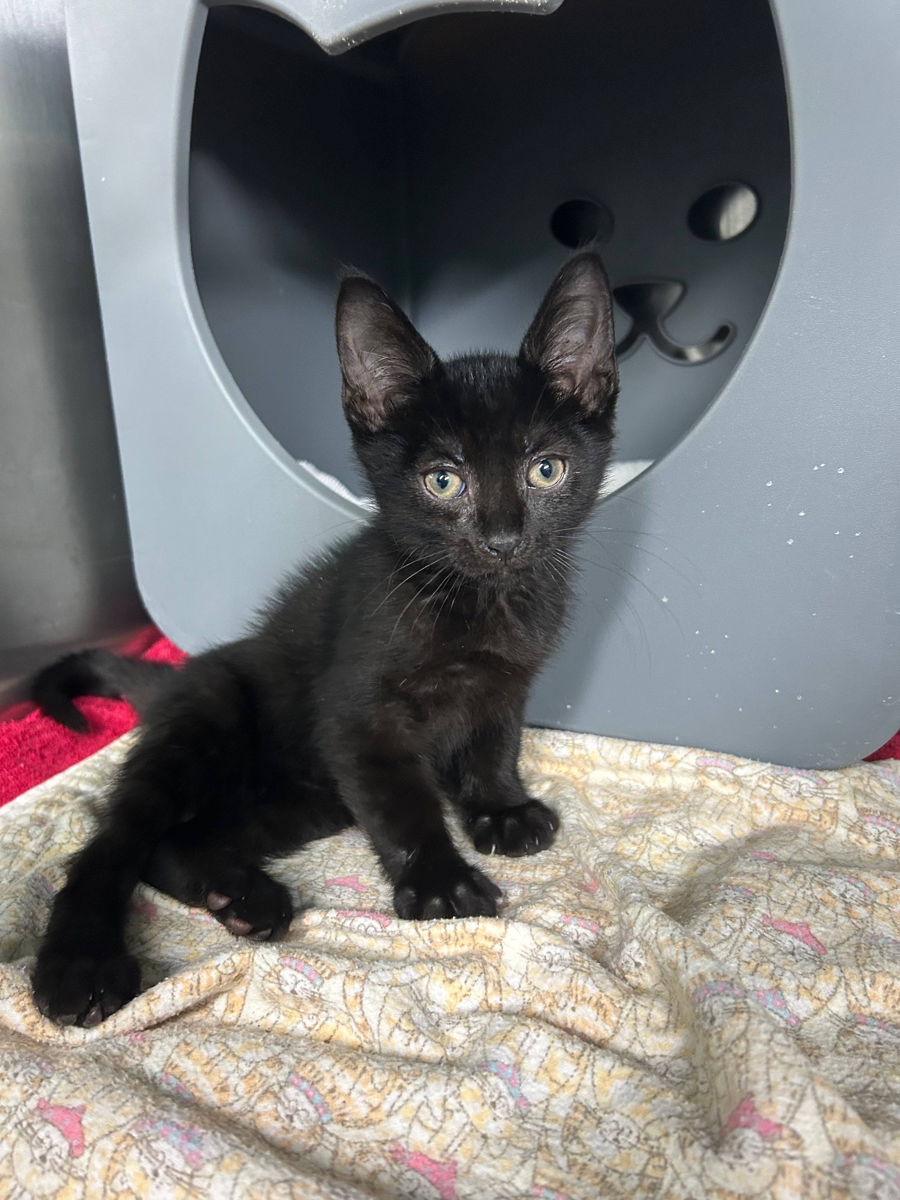 Adoptable Cats – SPCA