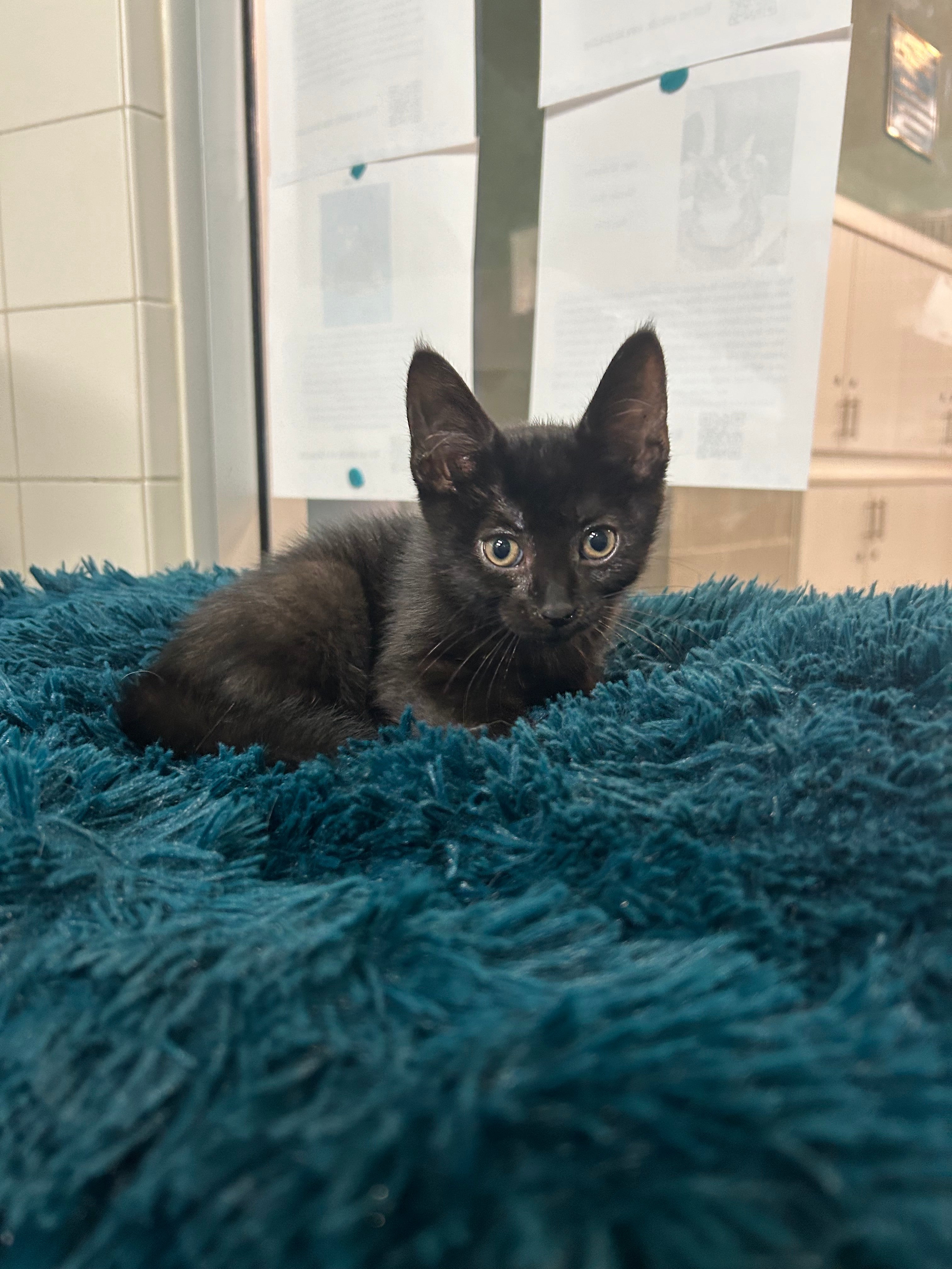 Adoptable Cats – SPCA