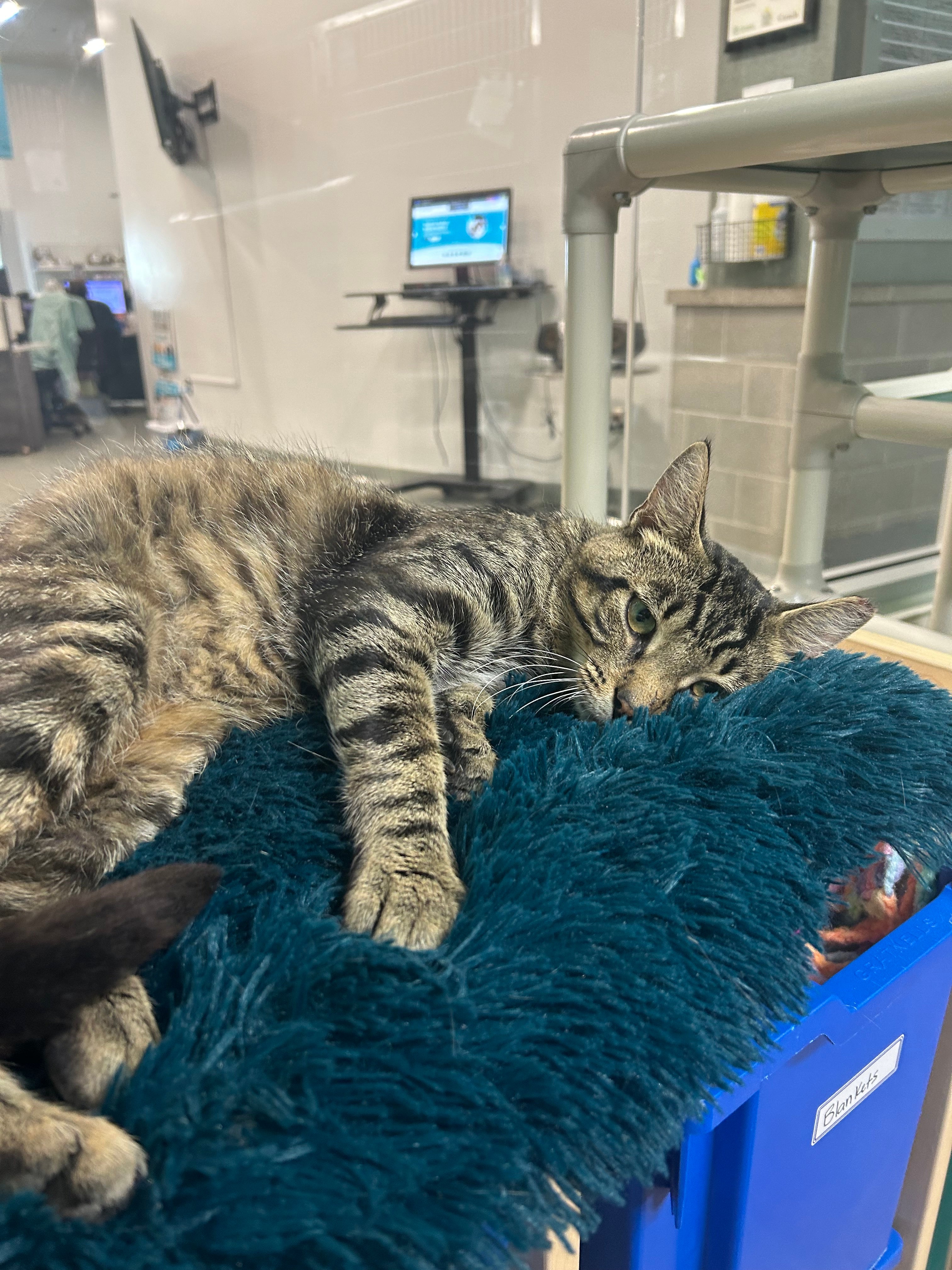 Adoptable Cats – SPCA