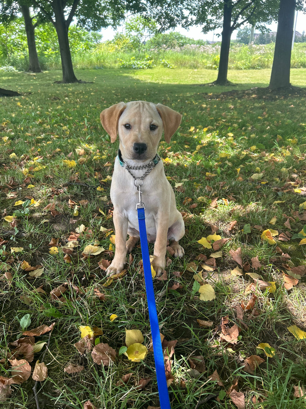 Adoptable Dogs – SPCA