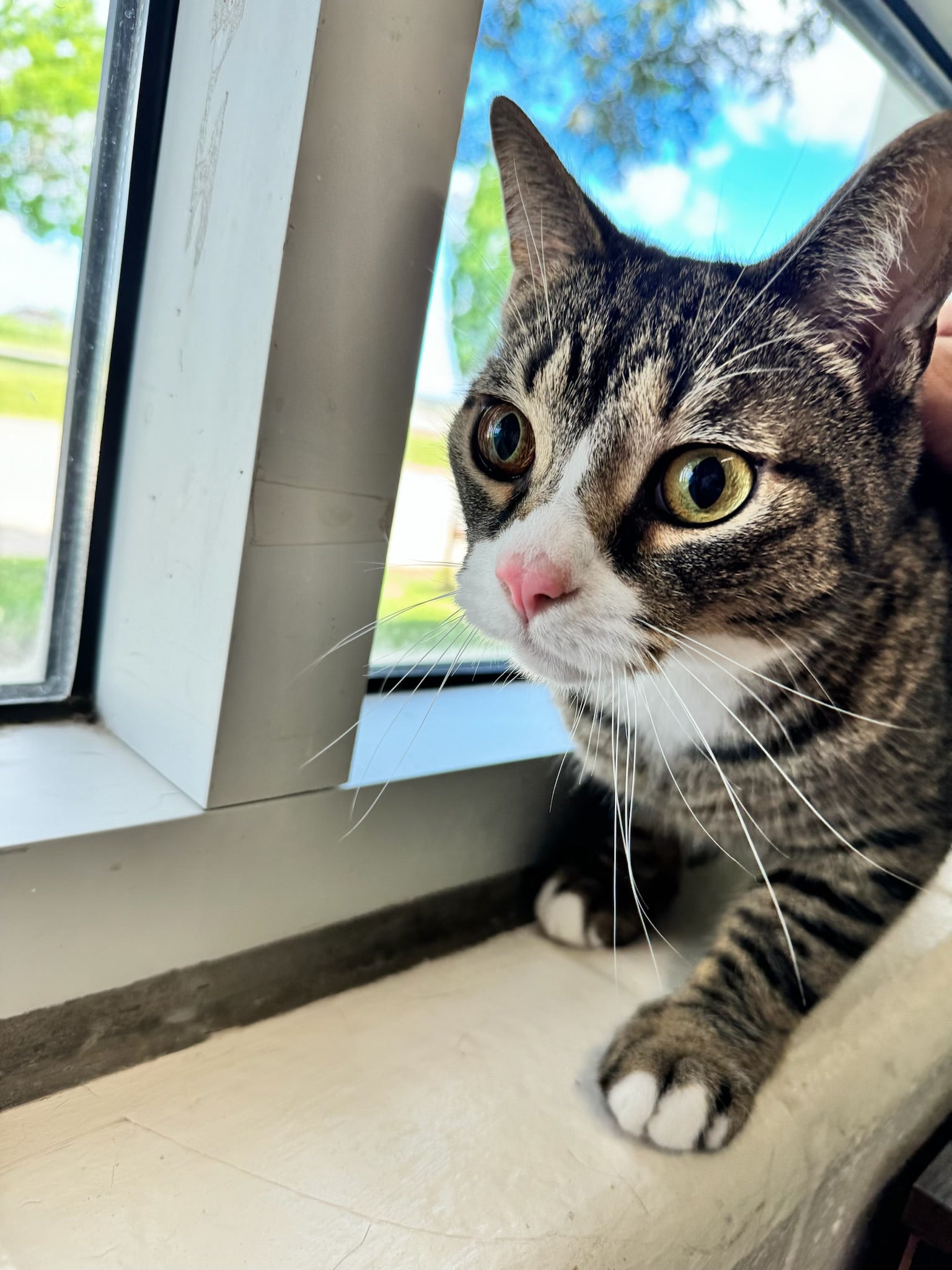 Adoptable Cats – SPCA