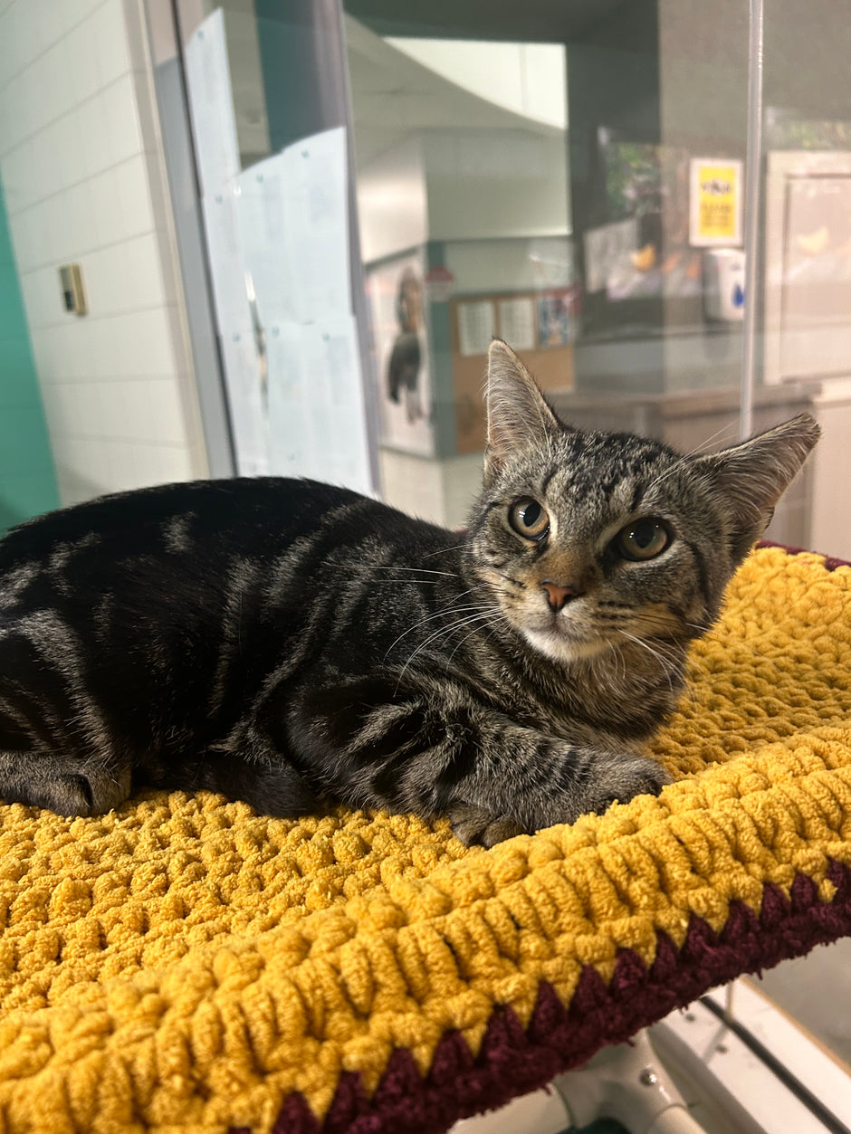 Adoptable Cats – SPCA