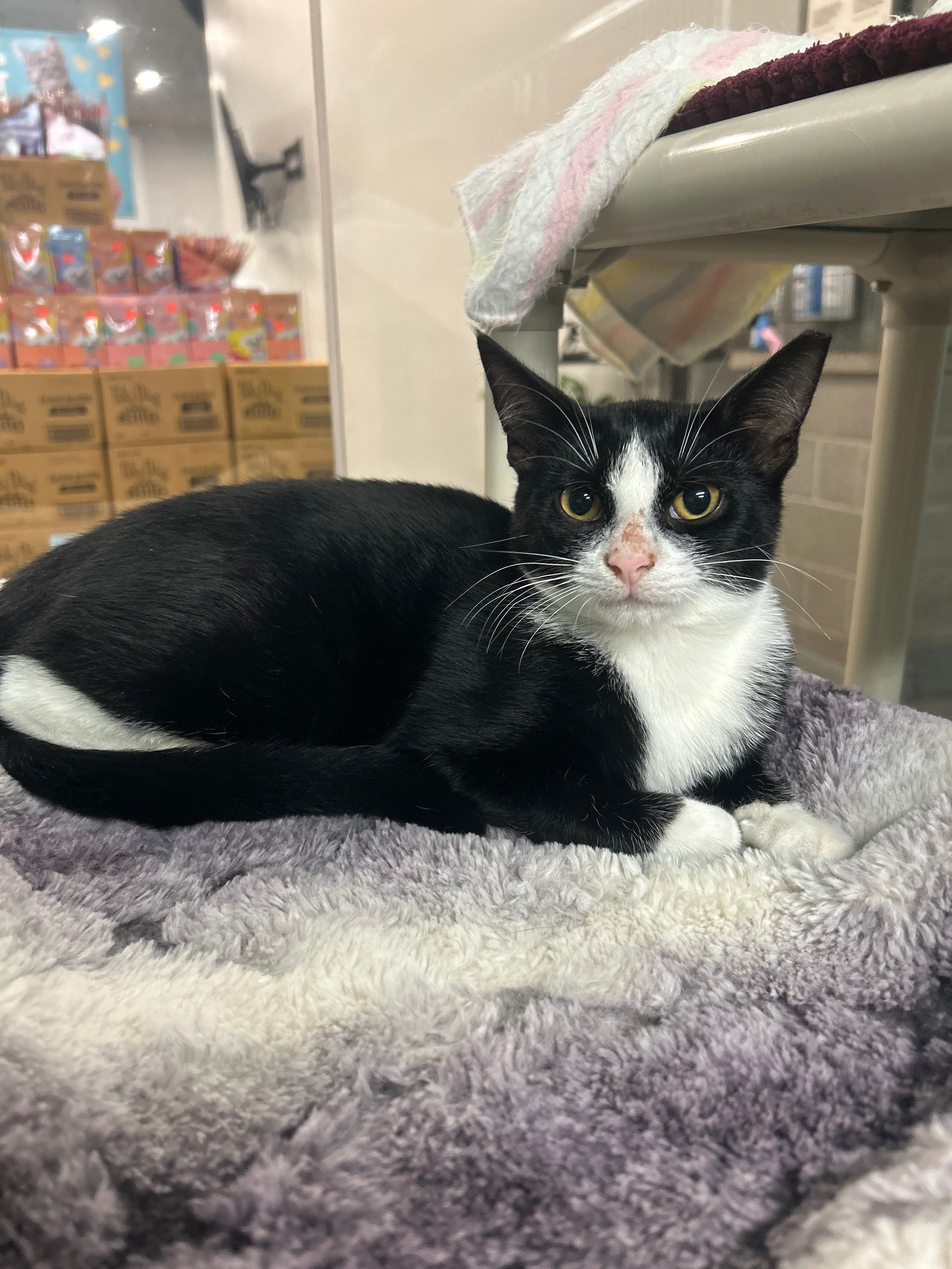 Adoptable Cats – SPCA