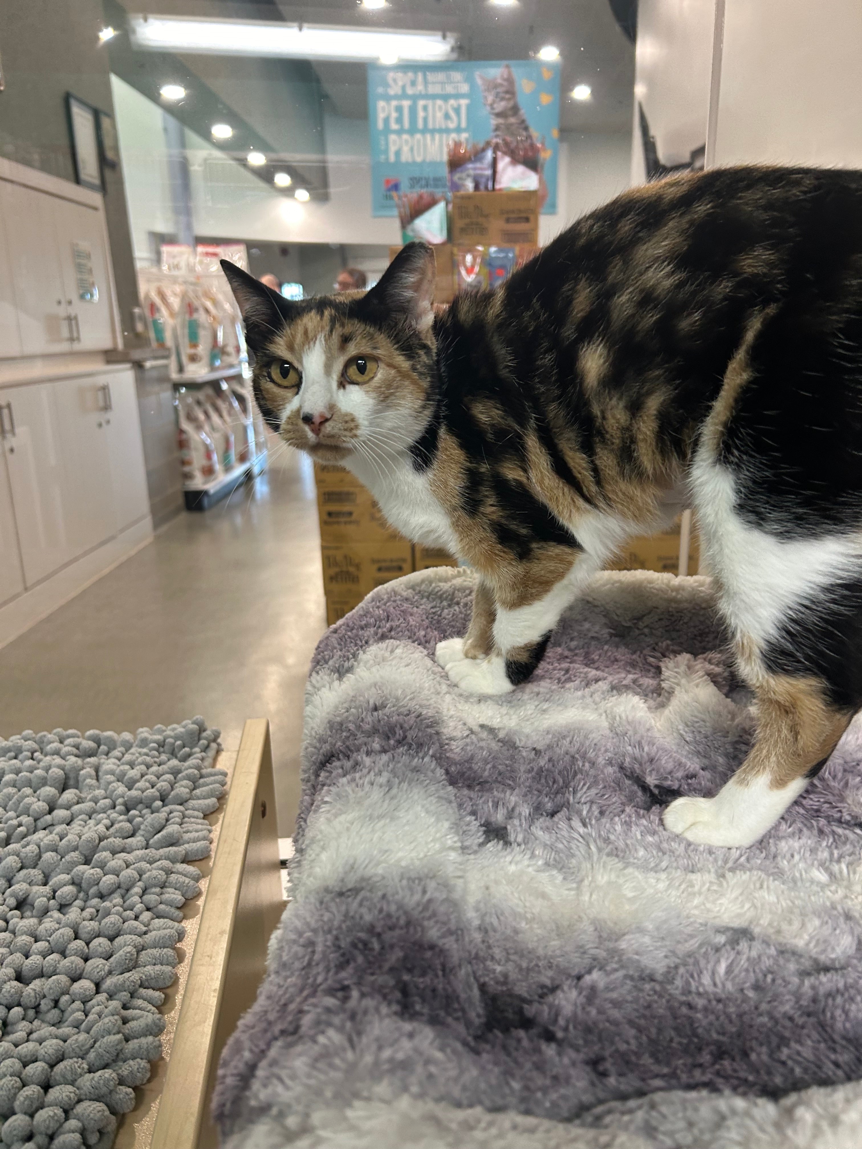 Adoptable Cats – SPCA