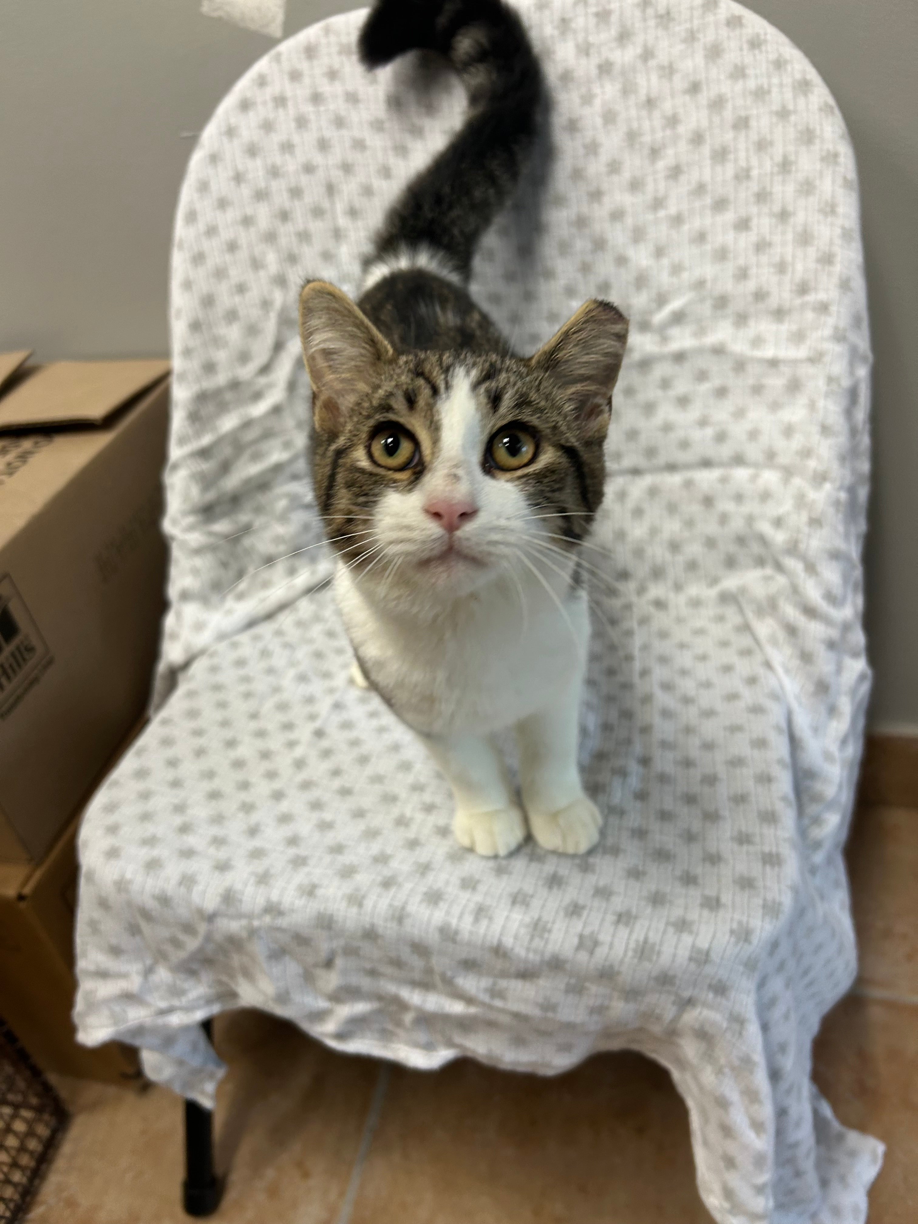 Adoptable Cats – SPCA