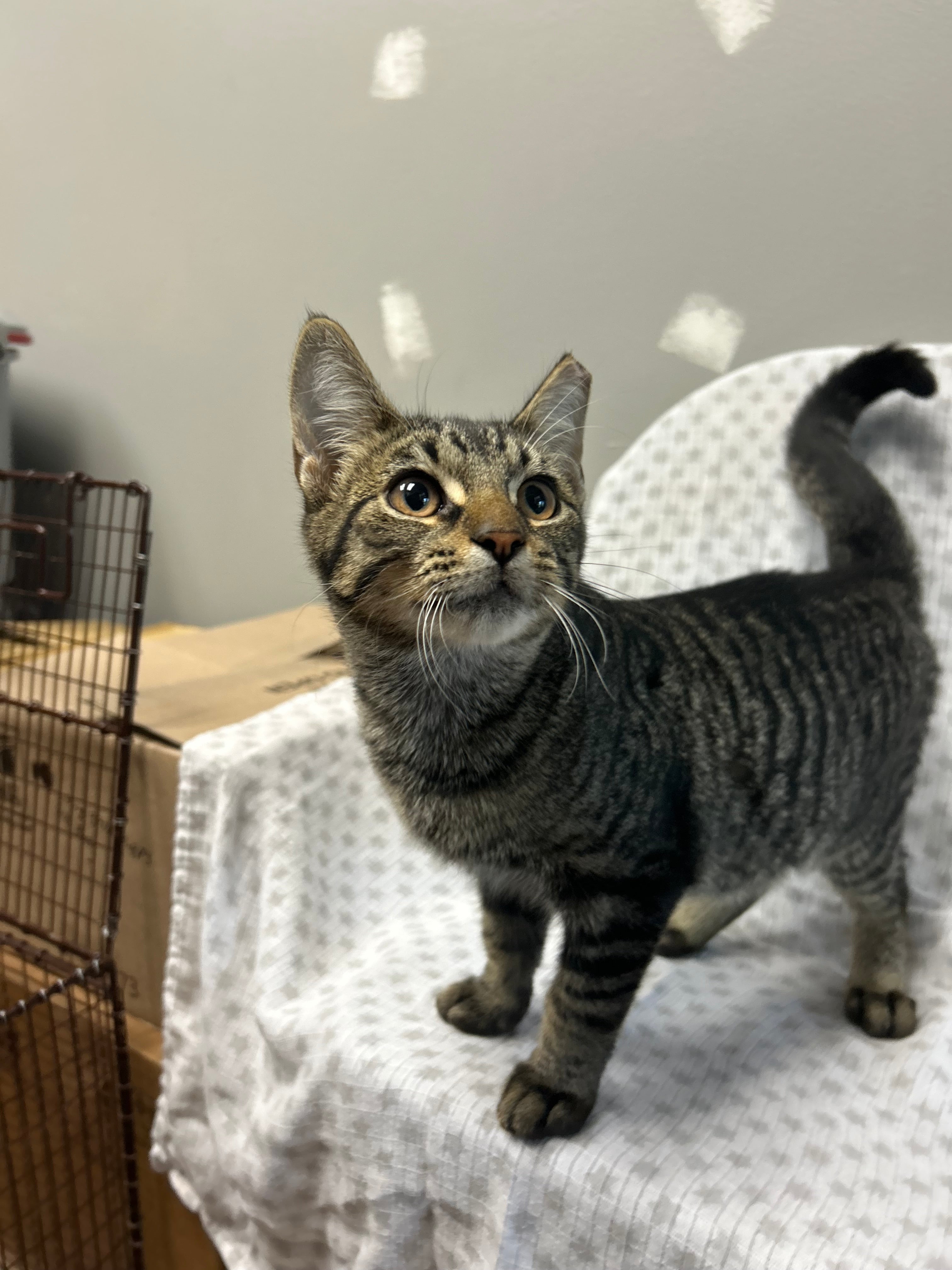 Adoptable Cats – SPCA