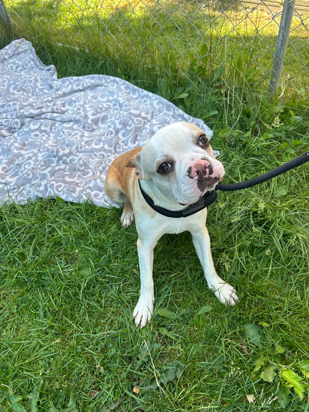 Adoptable Dogs – SPCA