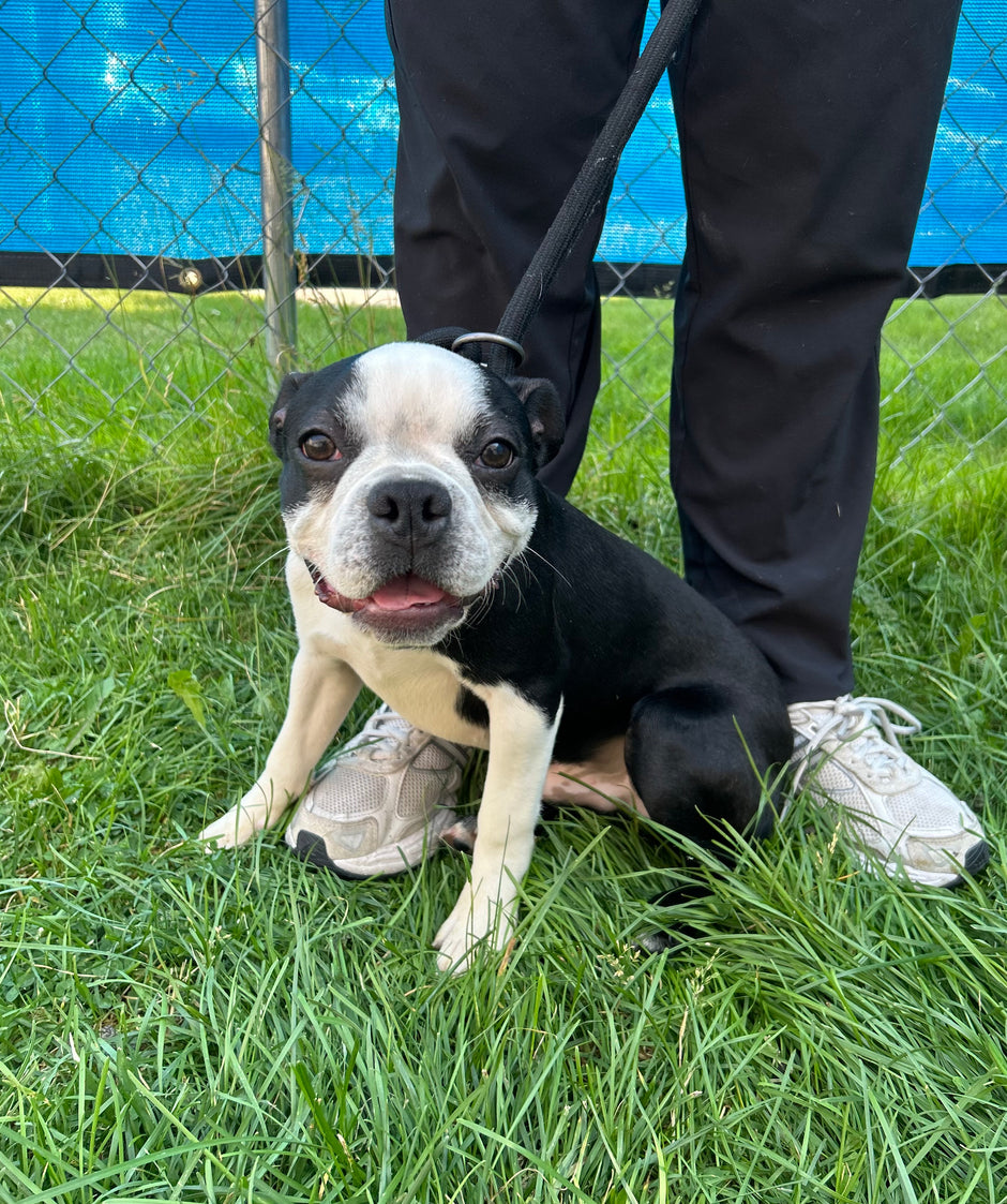 Adoptable Dogs – SPCA