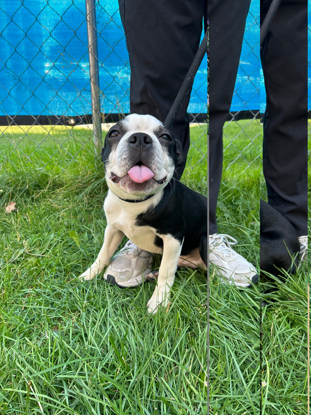 Adoptable Dogs – SPCA