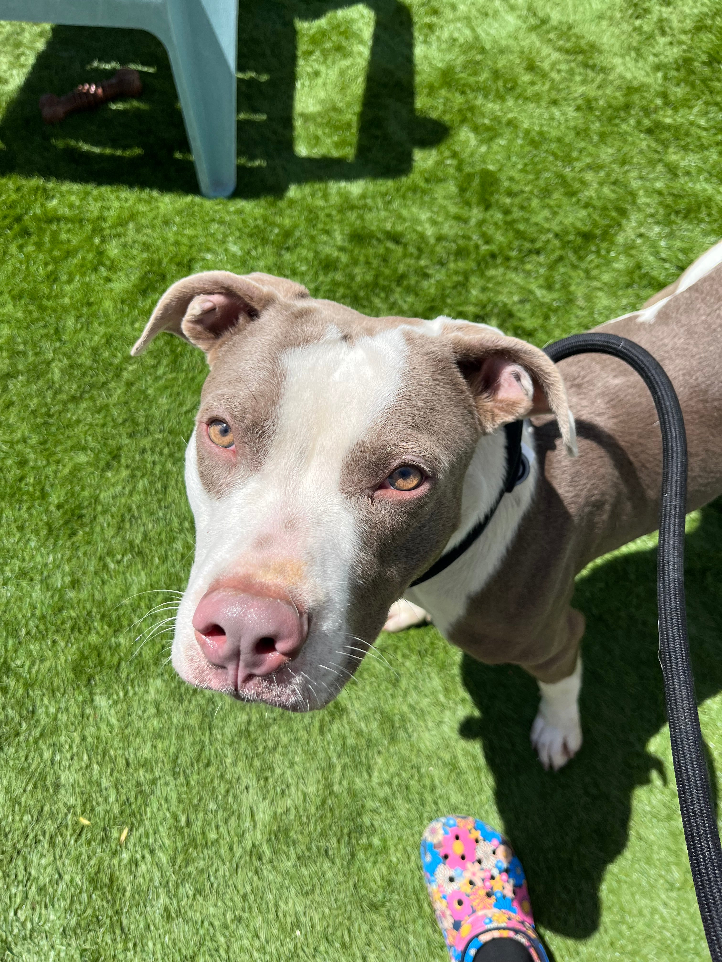 Adoptable Dogs – SPCA