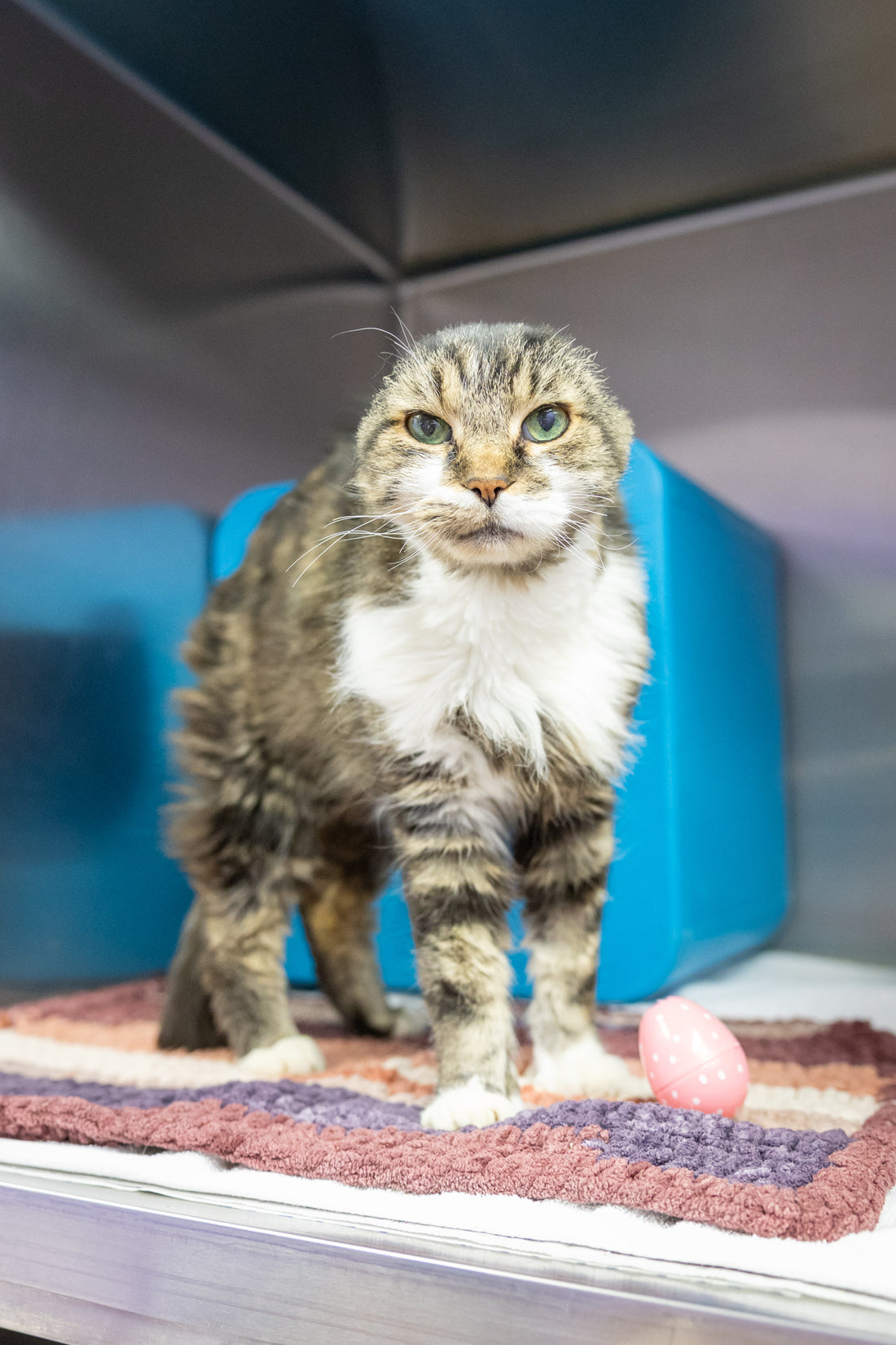 Madison – SPCA