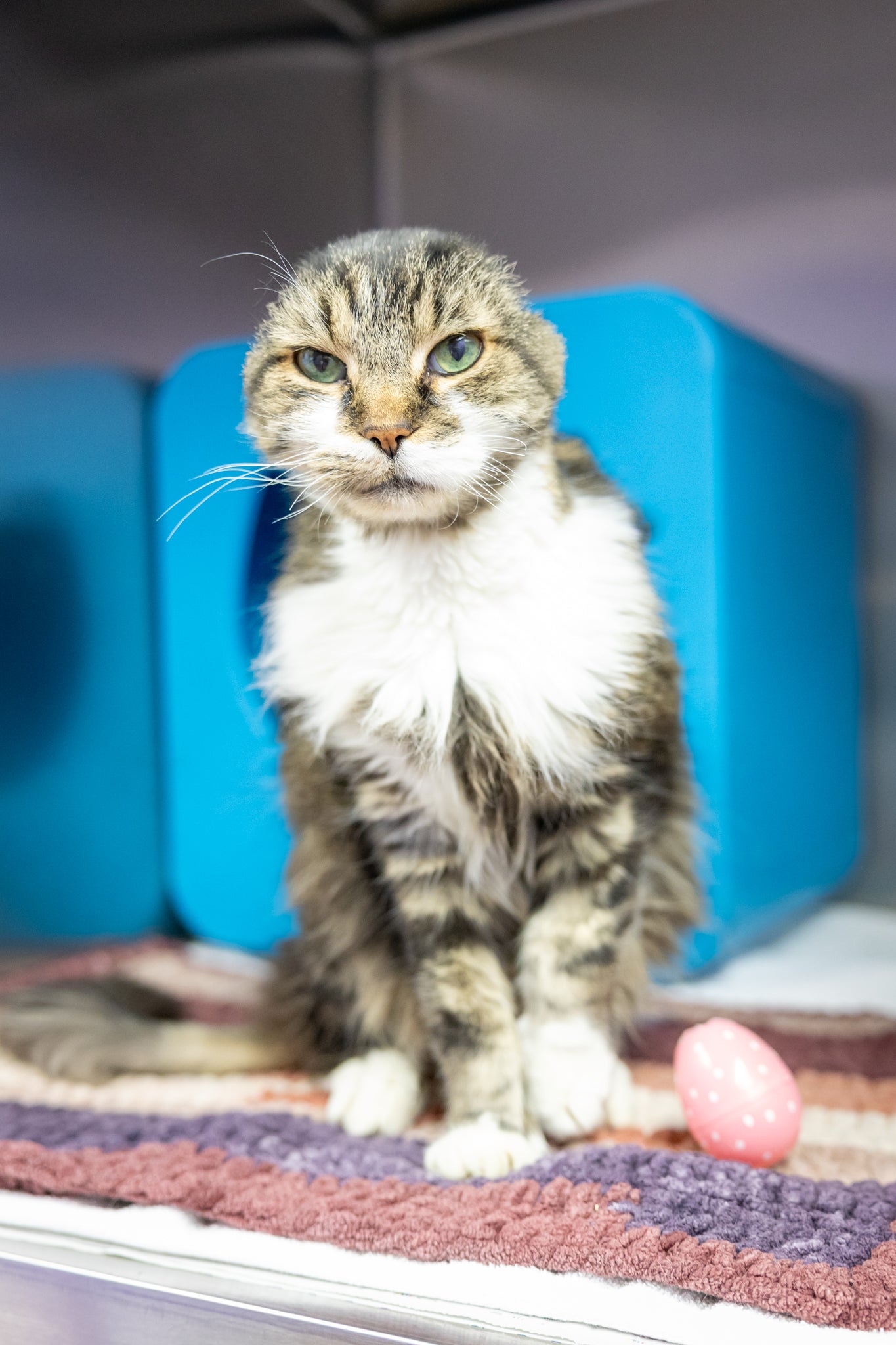 Madison – SPCA