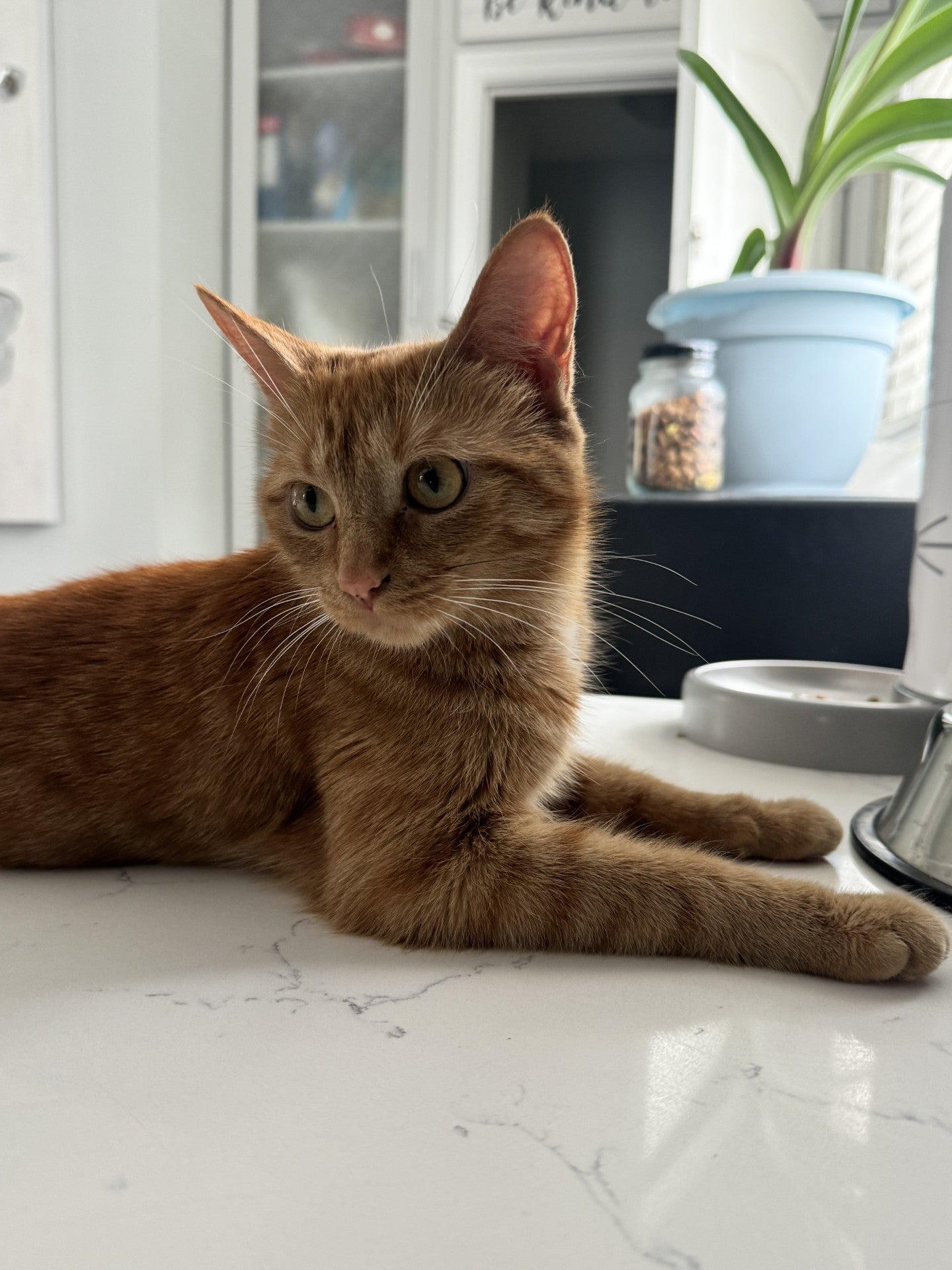 Adoptable Cats – SPCA