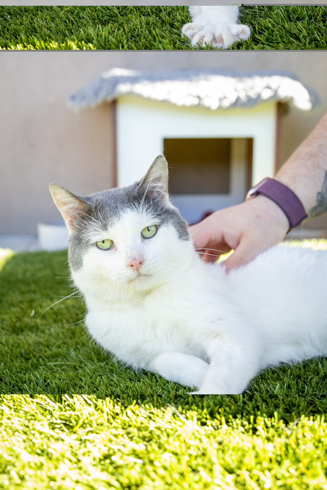 Adoptable Cats – SPCA