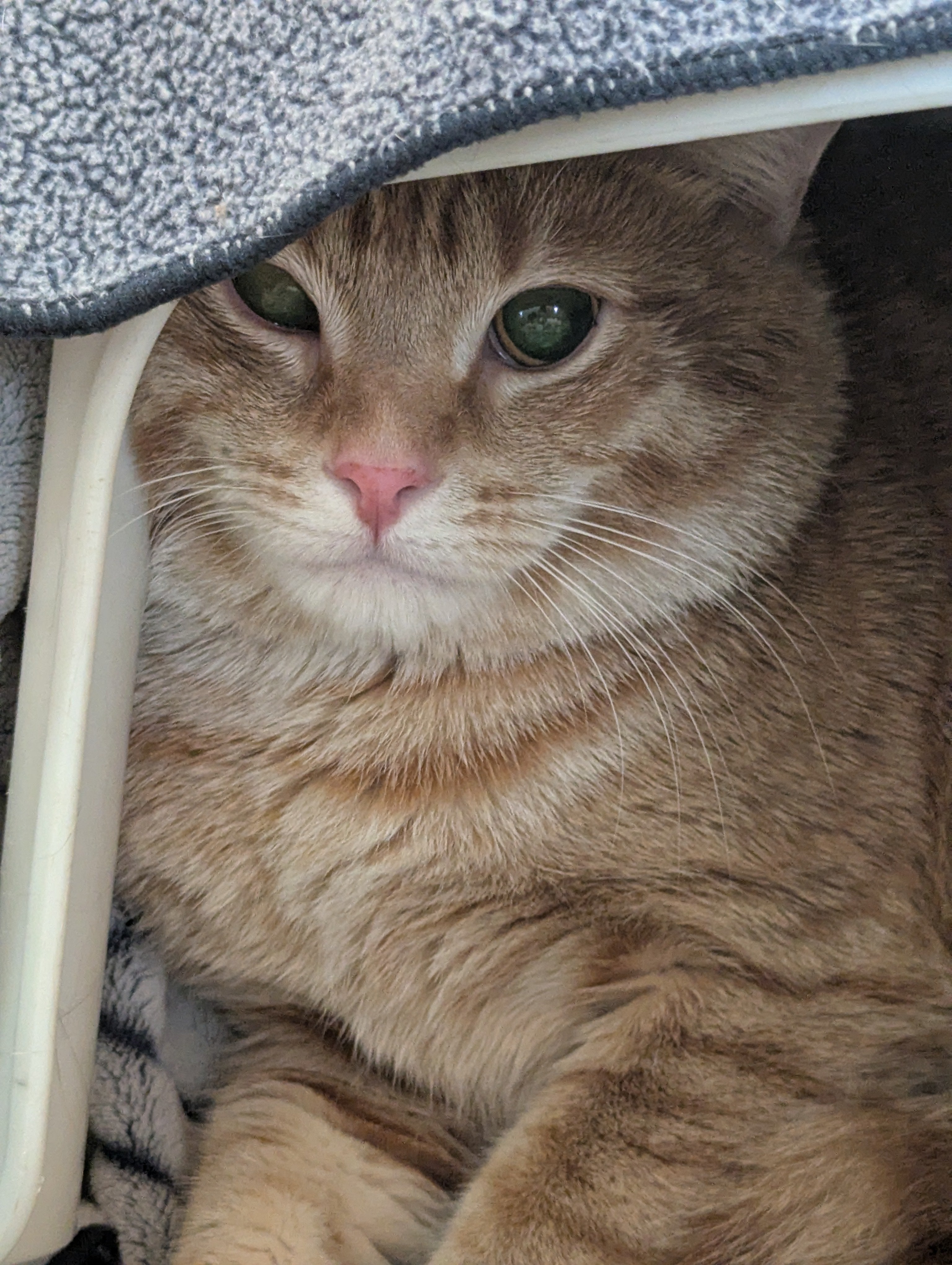 Adoptable Cats – SPCA