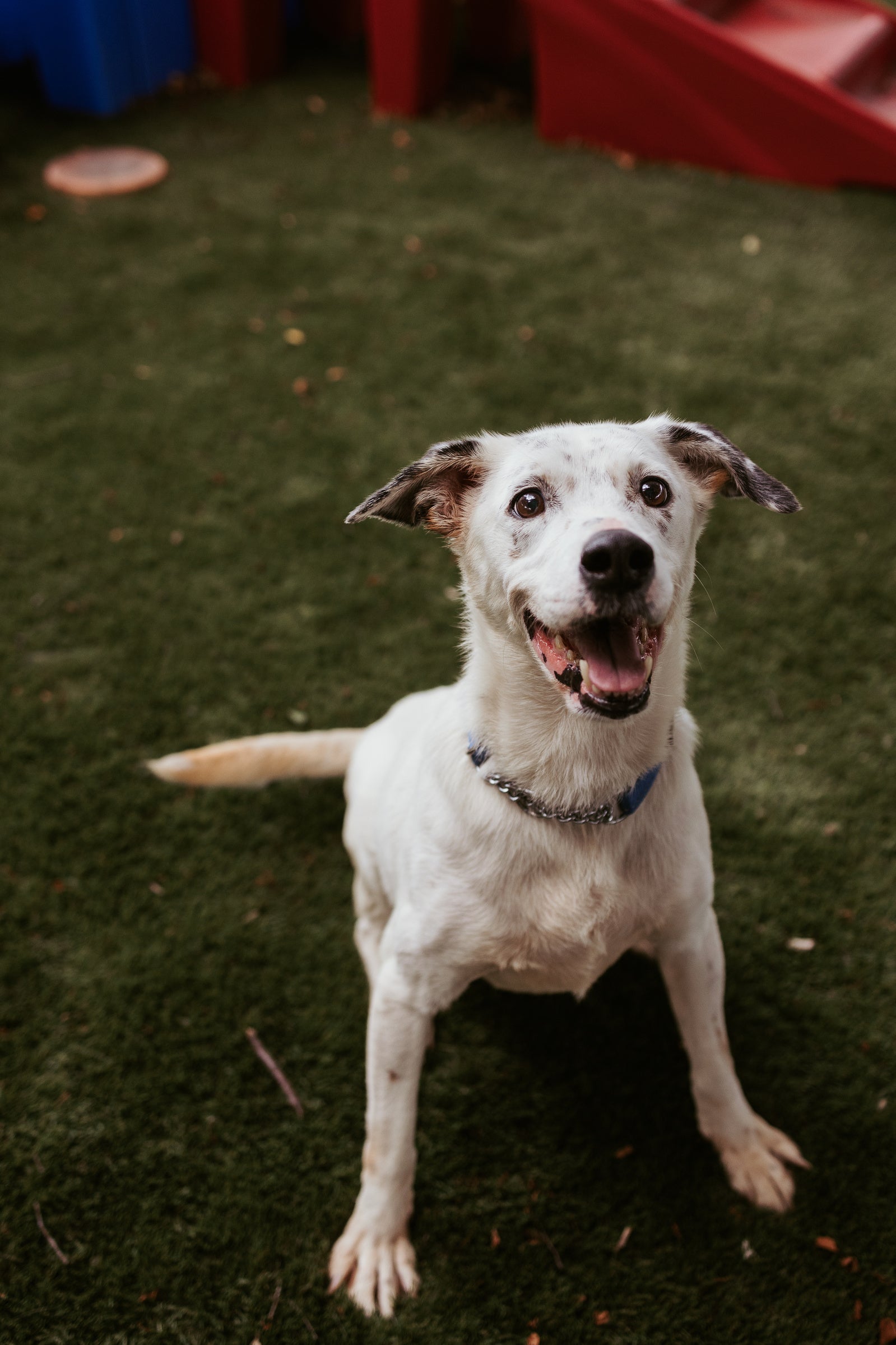 Adoptable Dogs – SPCA