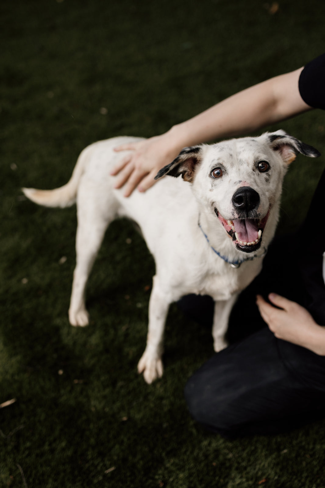 Adoptable Dogs – SPCA