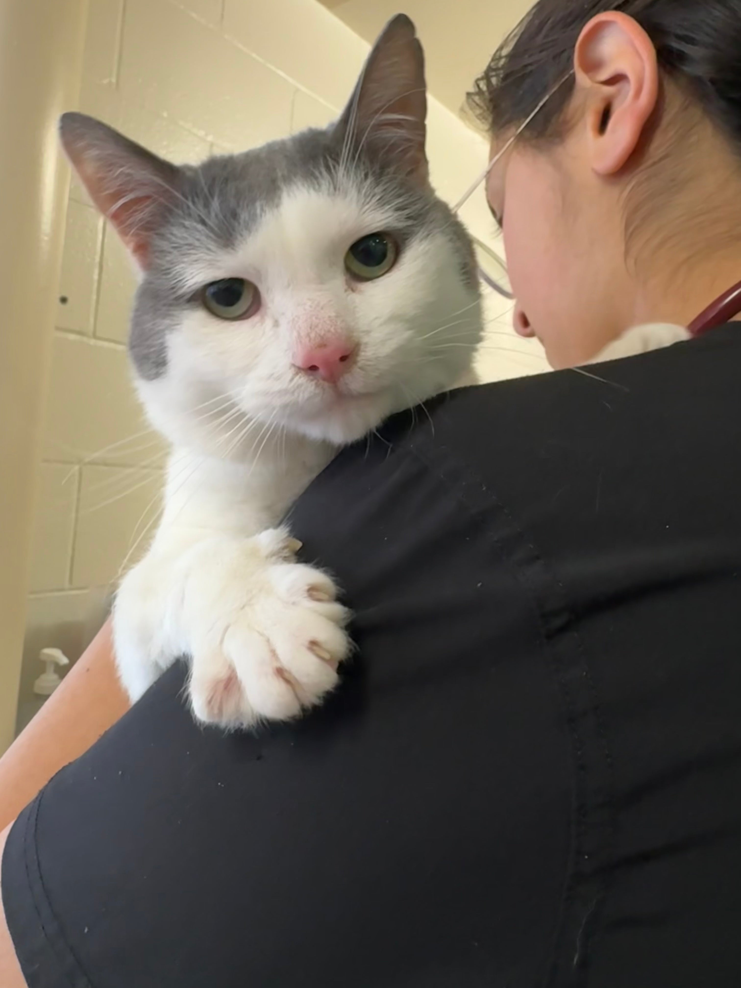 Adoptable Cats – SPCA