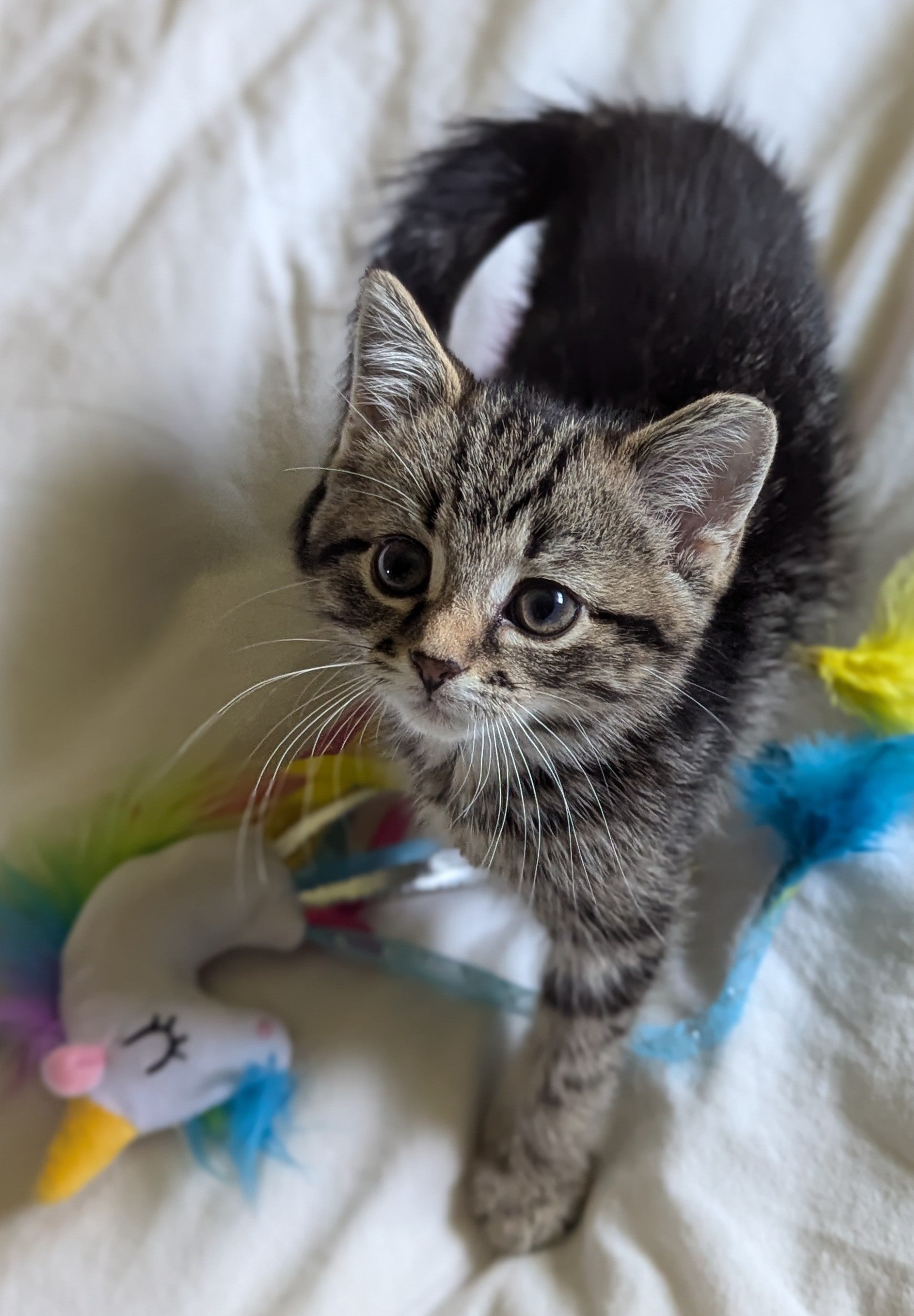 Adoptable Cats – SPCA