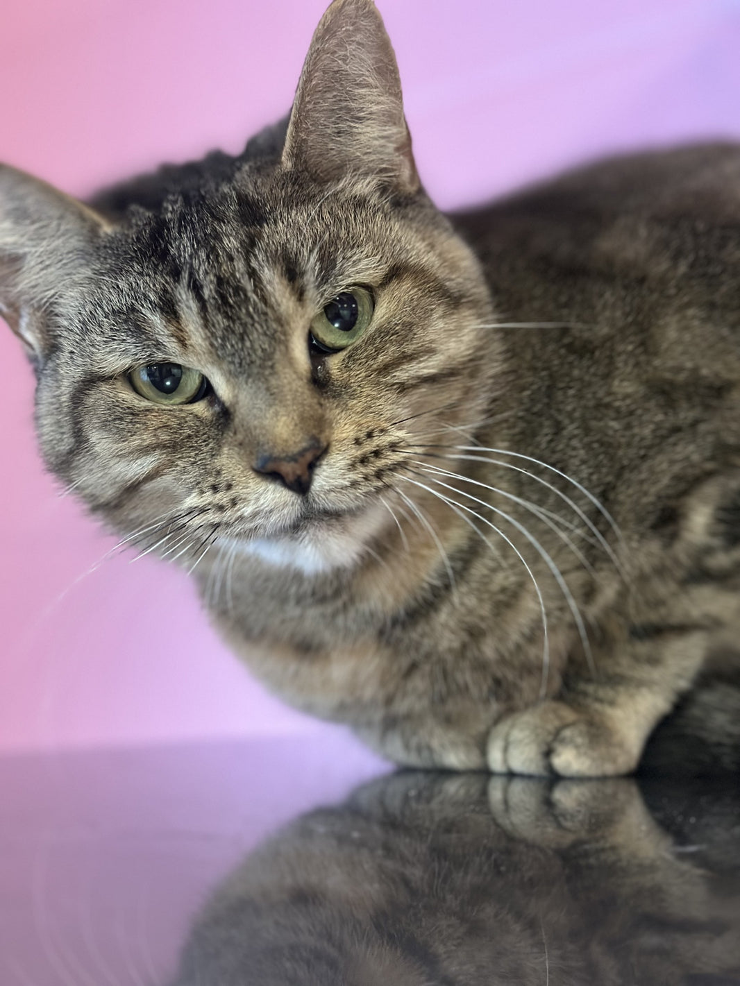 Adoptable Cats – SPCA
