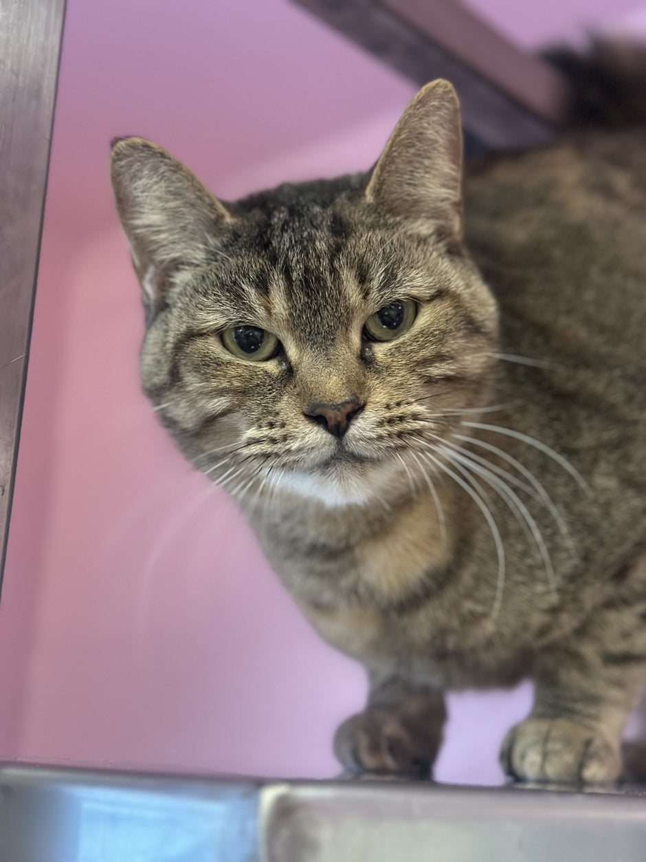 Adoptable Cats – SPCA