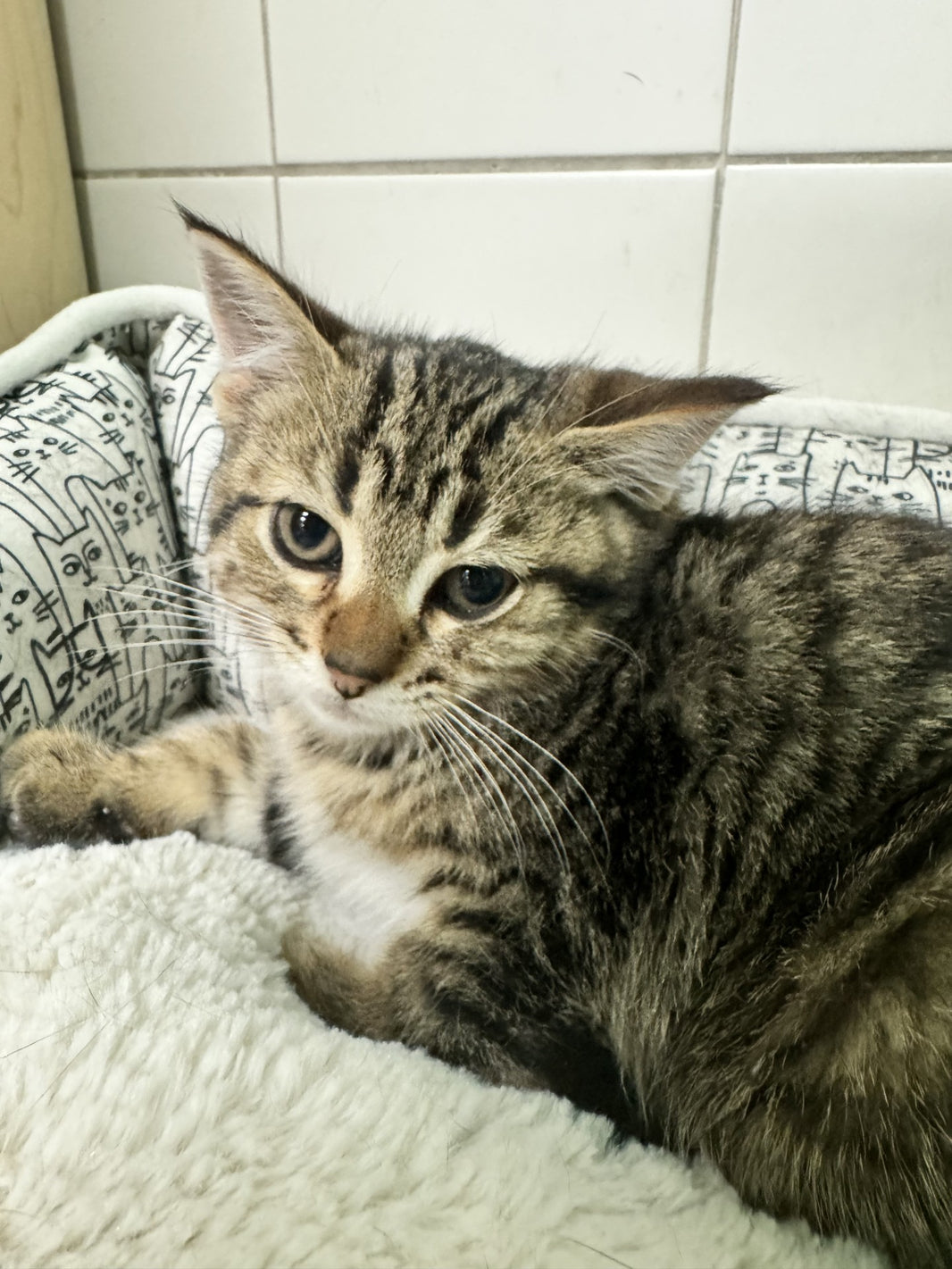 Adoptable Cats – SPCA