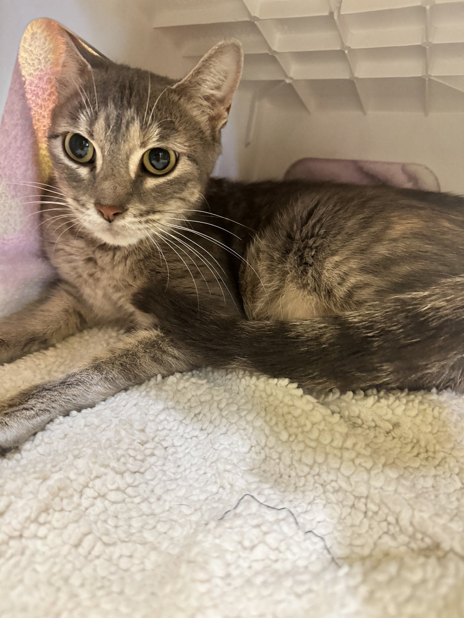 Adoptable Cats – SPCA