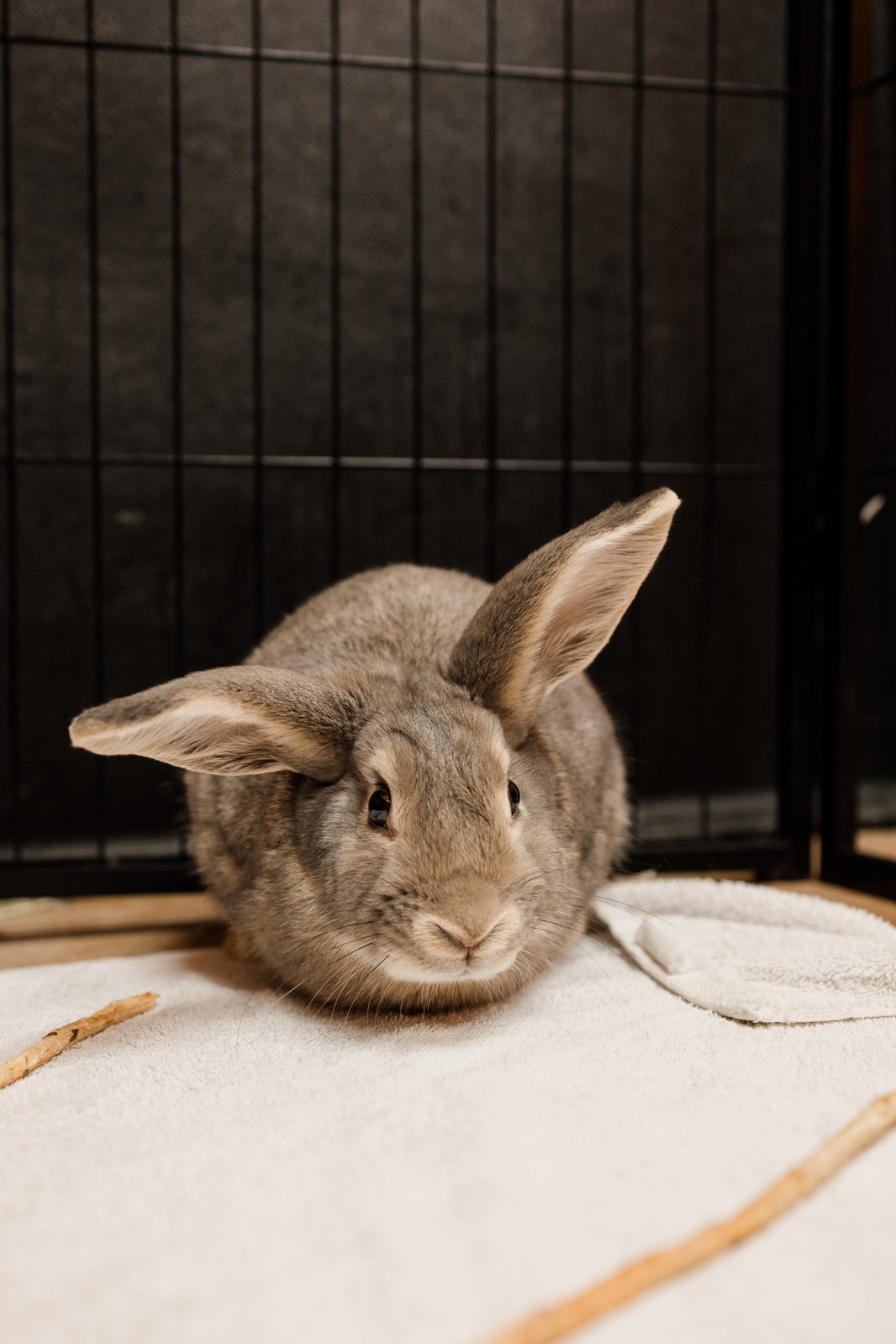 Adoptable Small Animals – SPCA