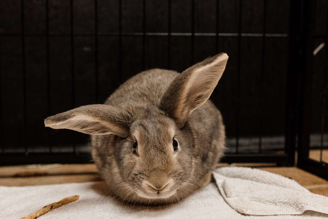 Adoptable Small Animals – SPCA
