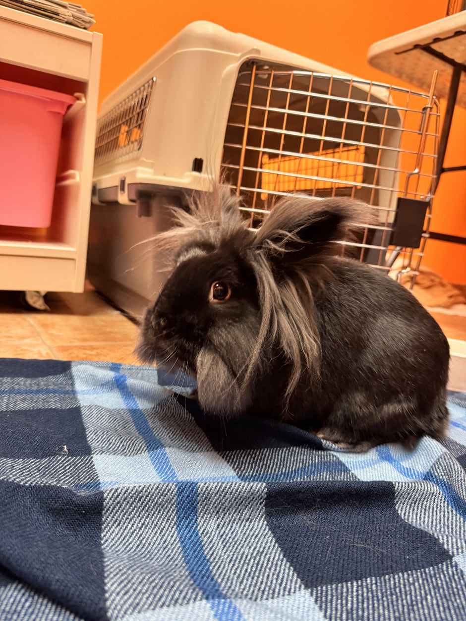 Adoptable Small Animals – SPCA