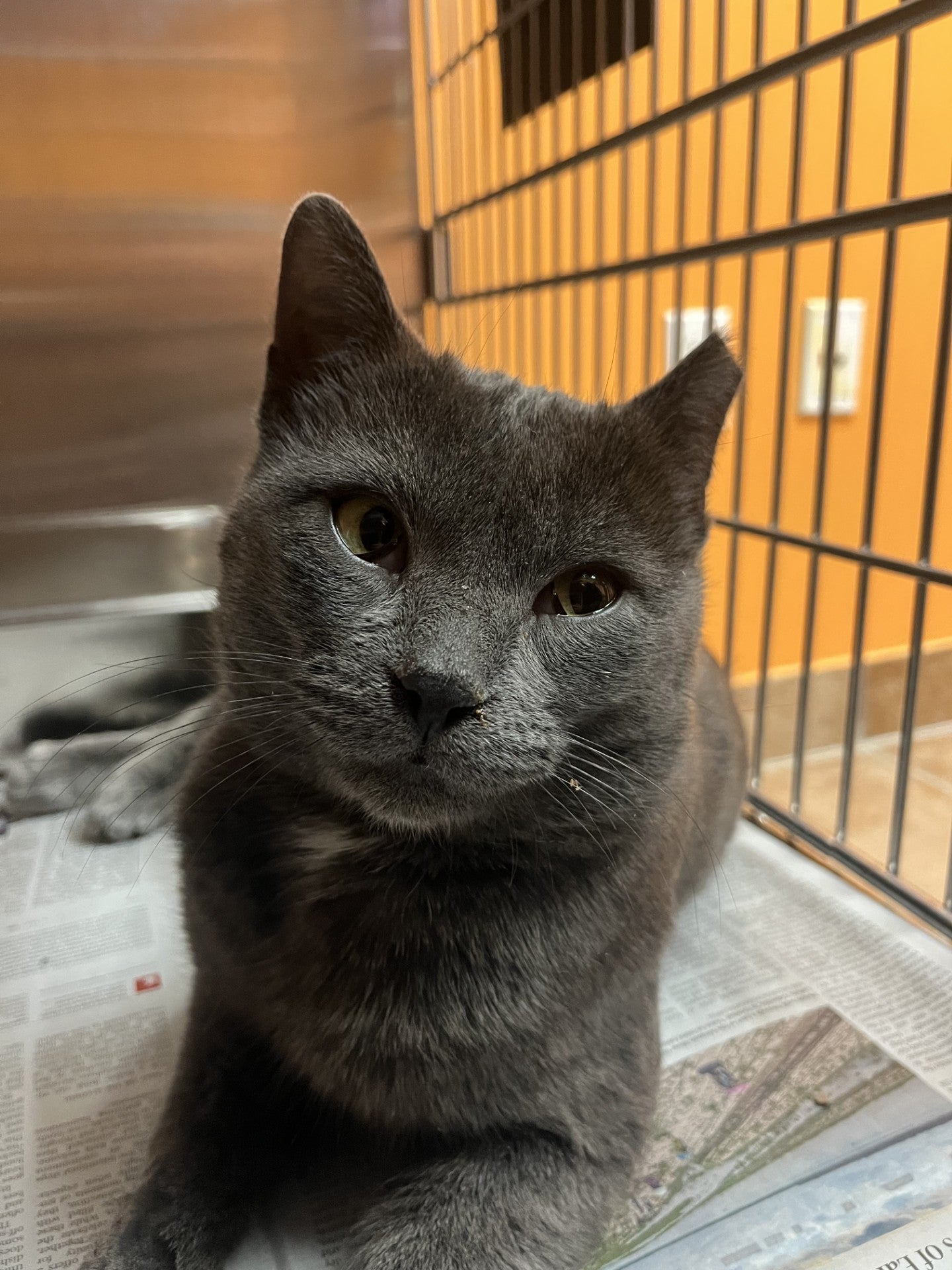 Adoptable Cats – SPCA