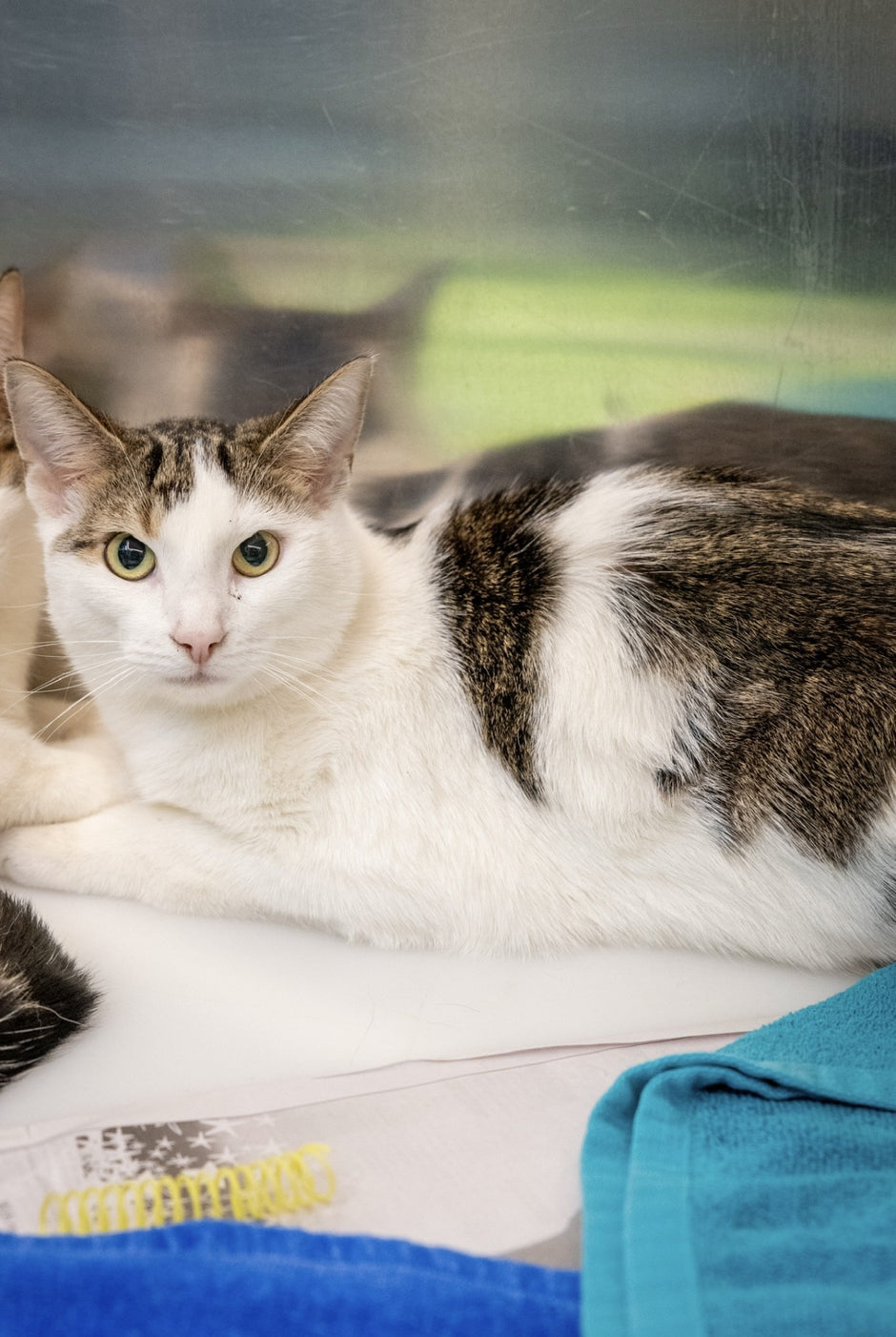Adoptable Cats – SPCA