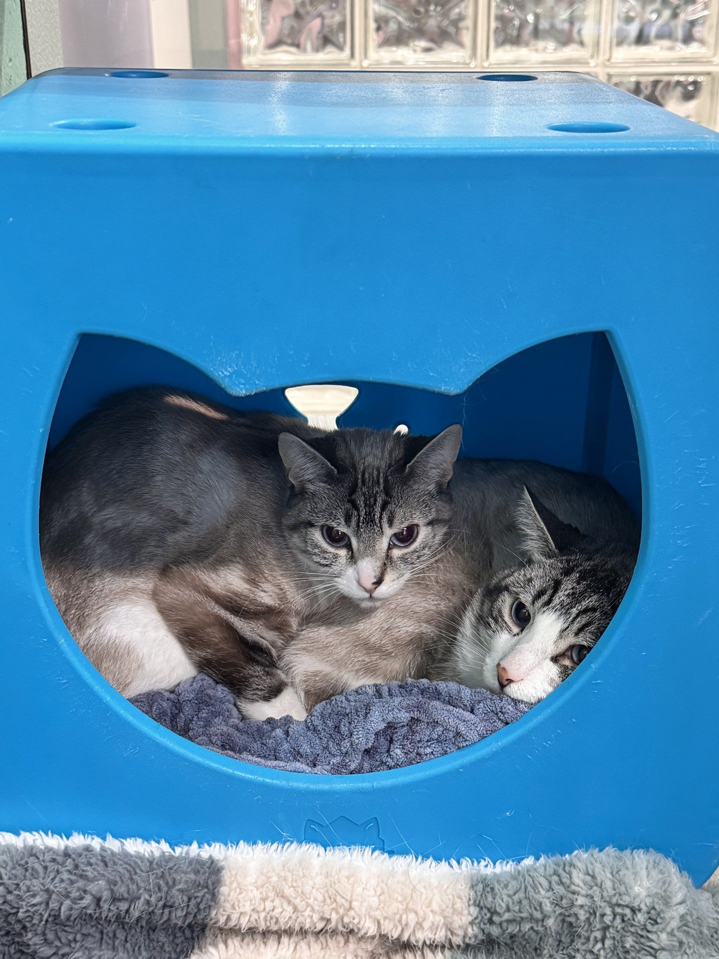 Adoptable Cats – SPCA
