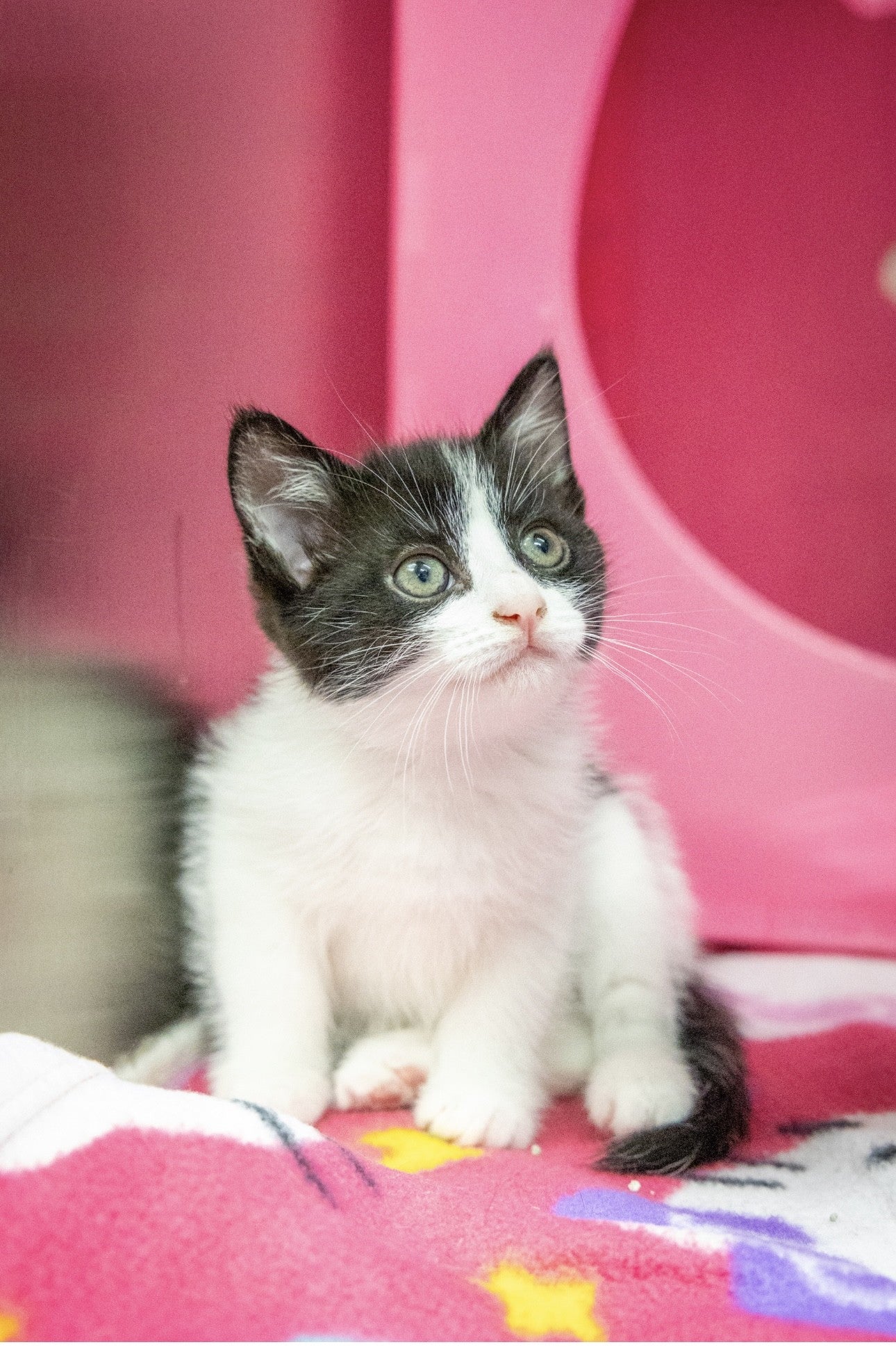 Floral Rugg – SPCA