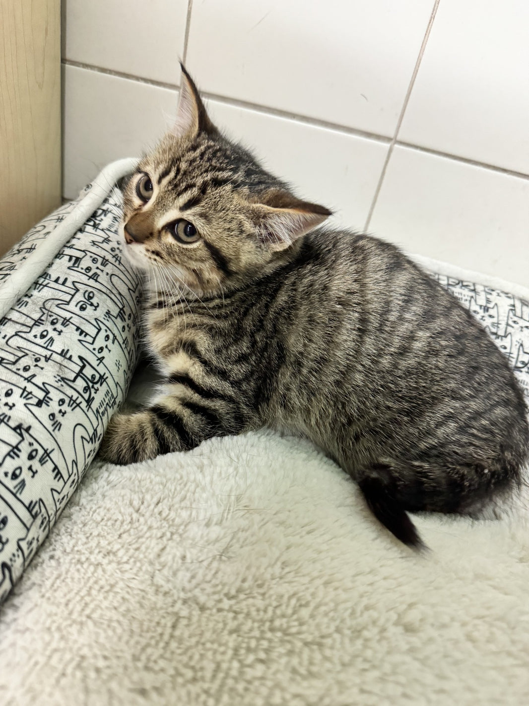 Adoptable Cats – SPCA