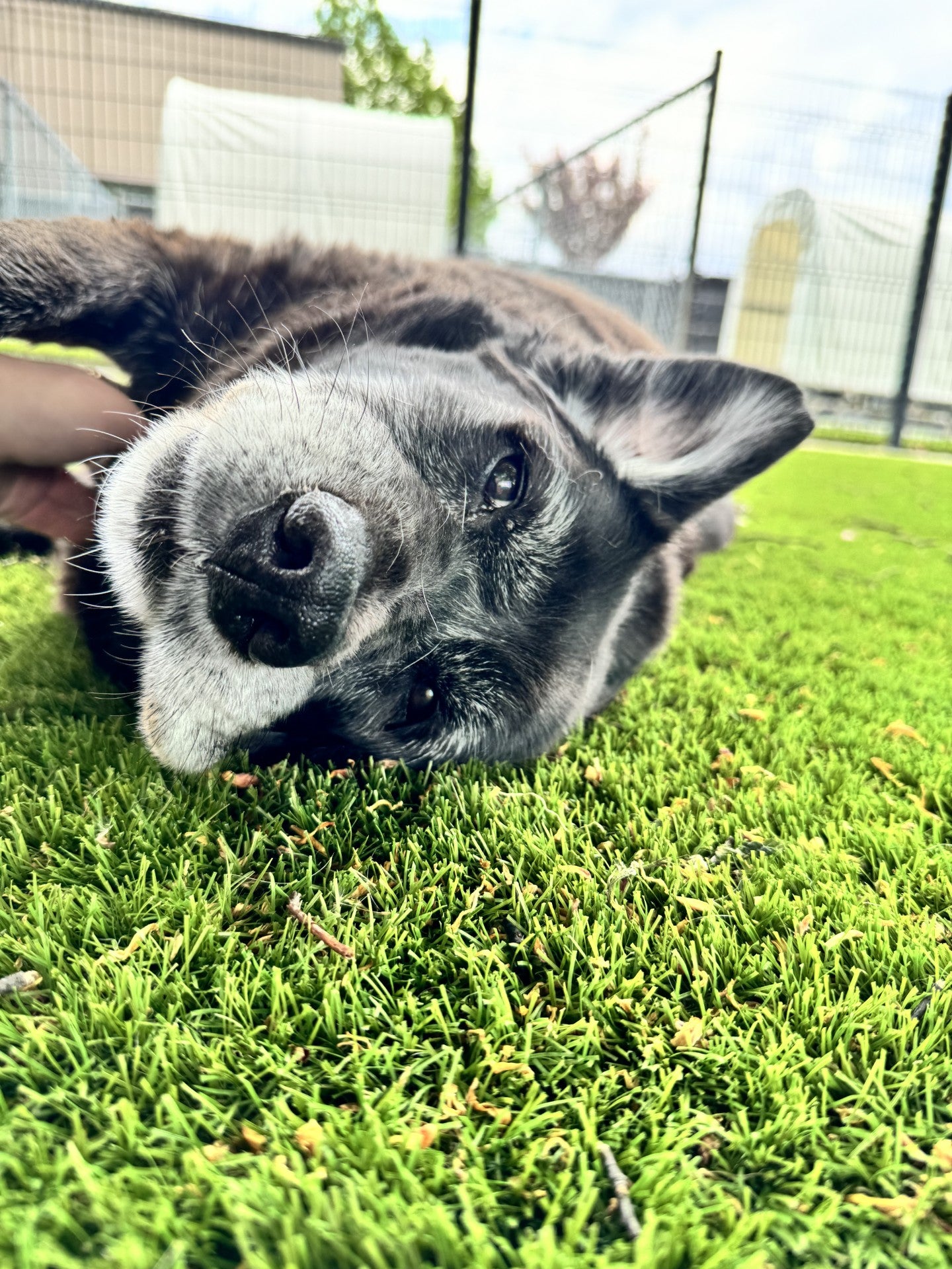 Adoptable Dogs – SPCA